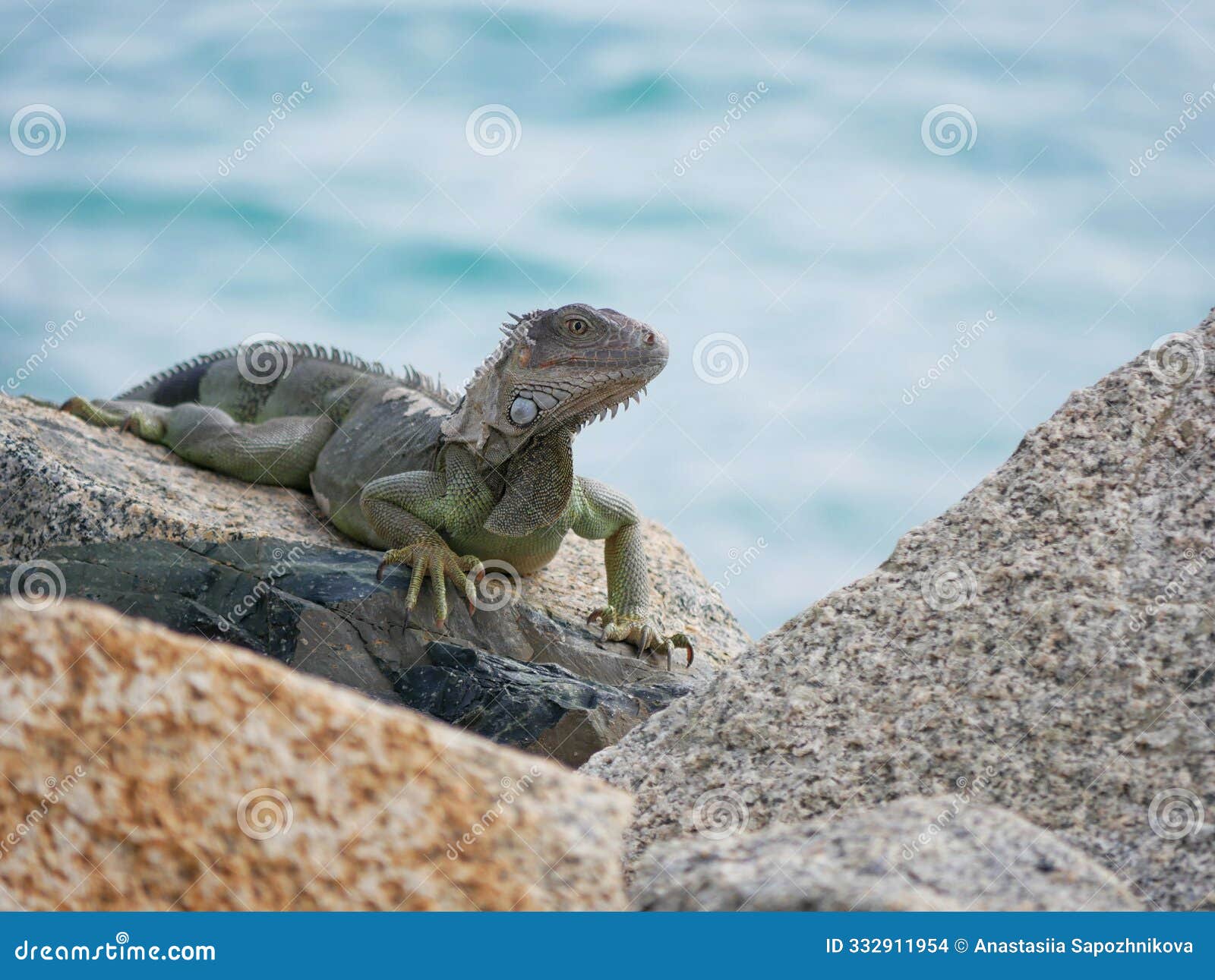 Huge Iguana Lizard on the Beach in Aruba Stock Photo - Image of ...