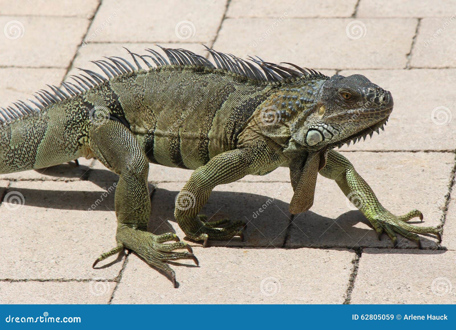 Huge Iguana Walking in Florida Stock Image - Image of walking, nature ...
