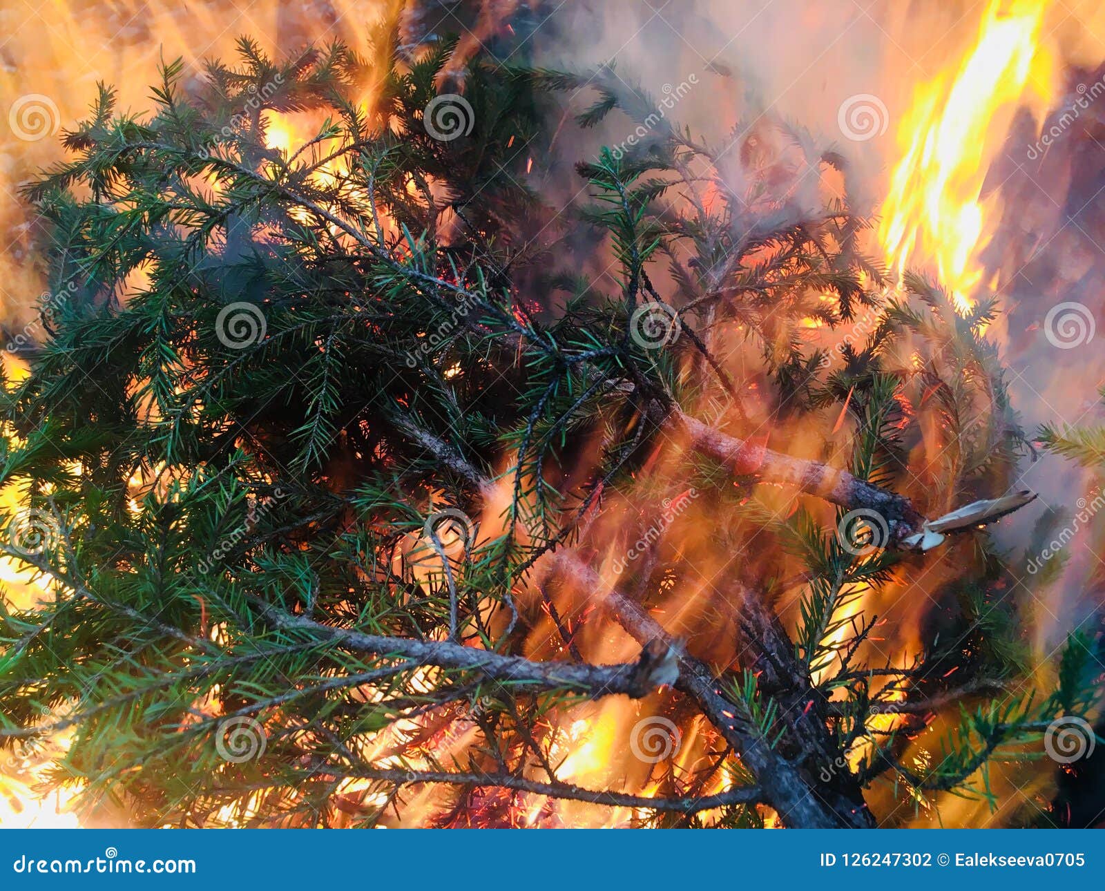 A Huge and Incredibly Beautiful Fire Stock Photo - Image of trees, huge ...