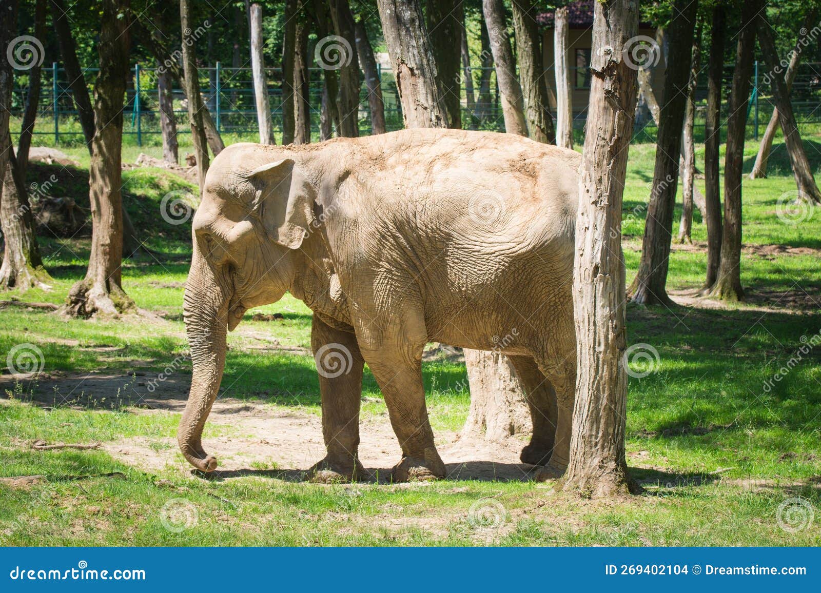 Huge Indian Elephant Walking on the Grass Forest through Trees in the ...
