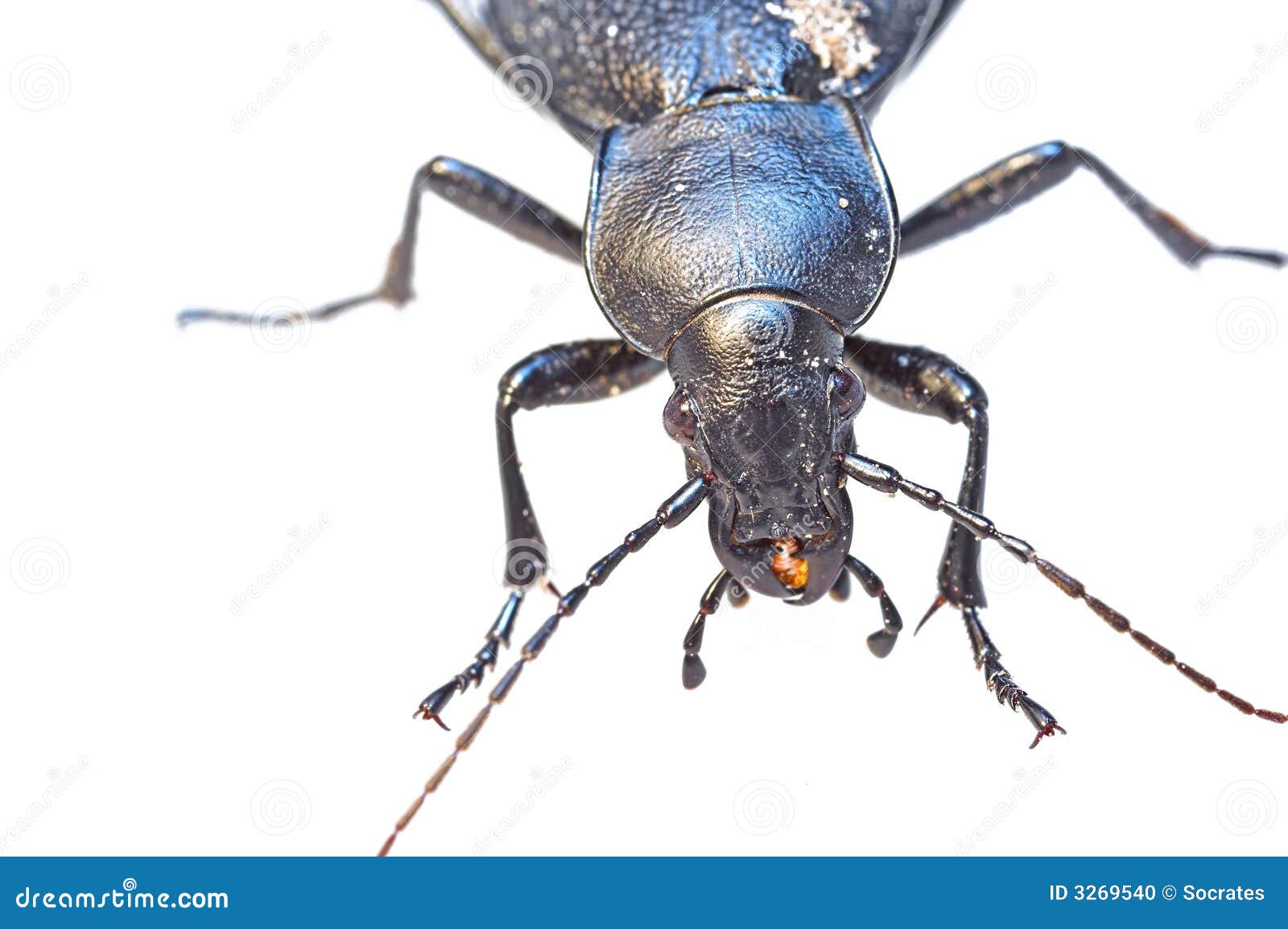 Huge insect - macro photo stock photo. Image of green - 3269540