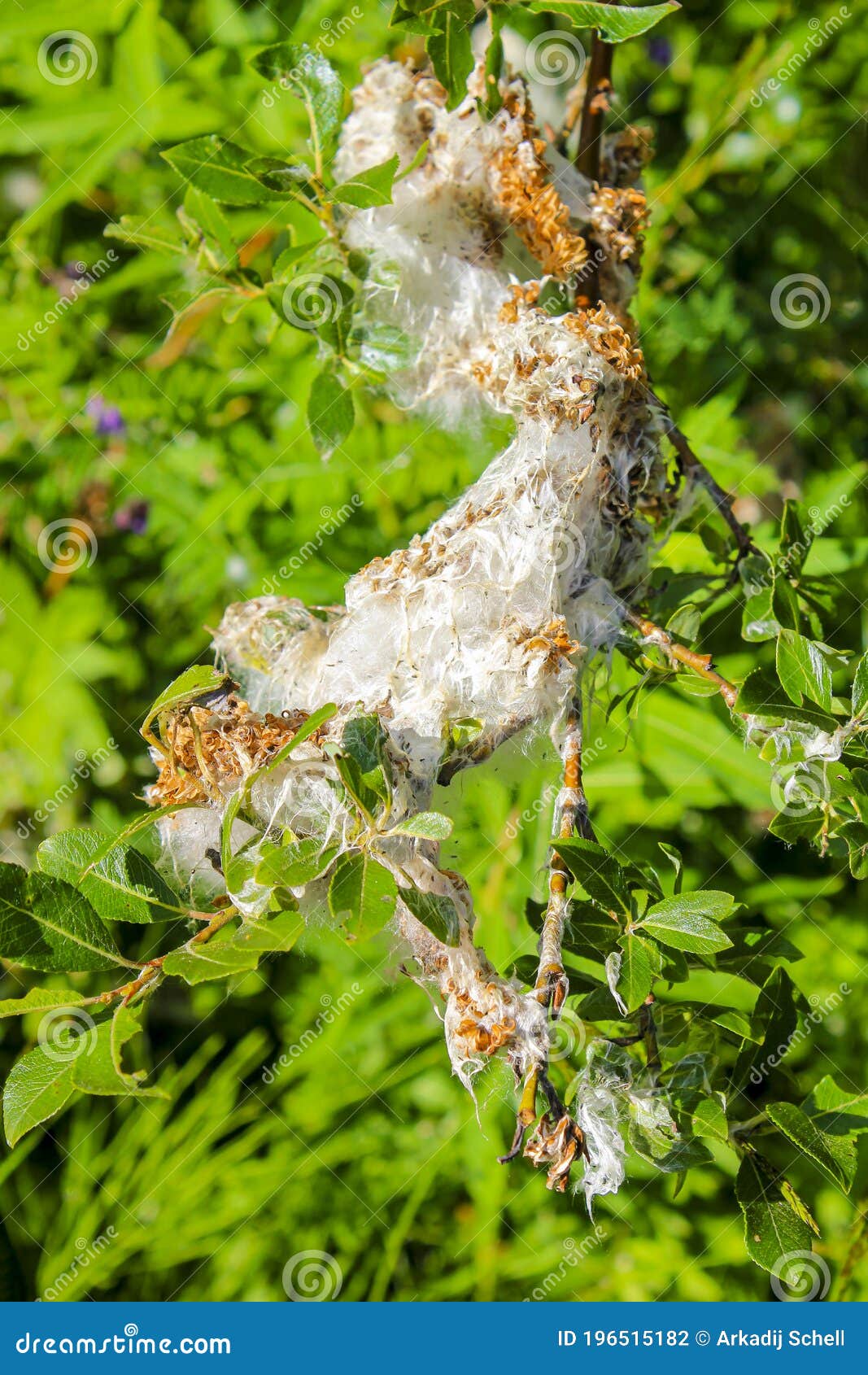 Huge Insect Nest Made of Silk Thread and Weave, Norway Stock Photo ...
