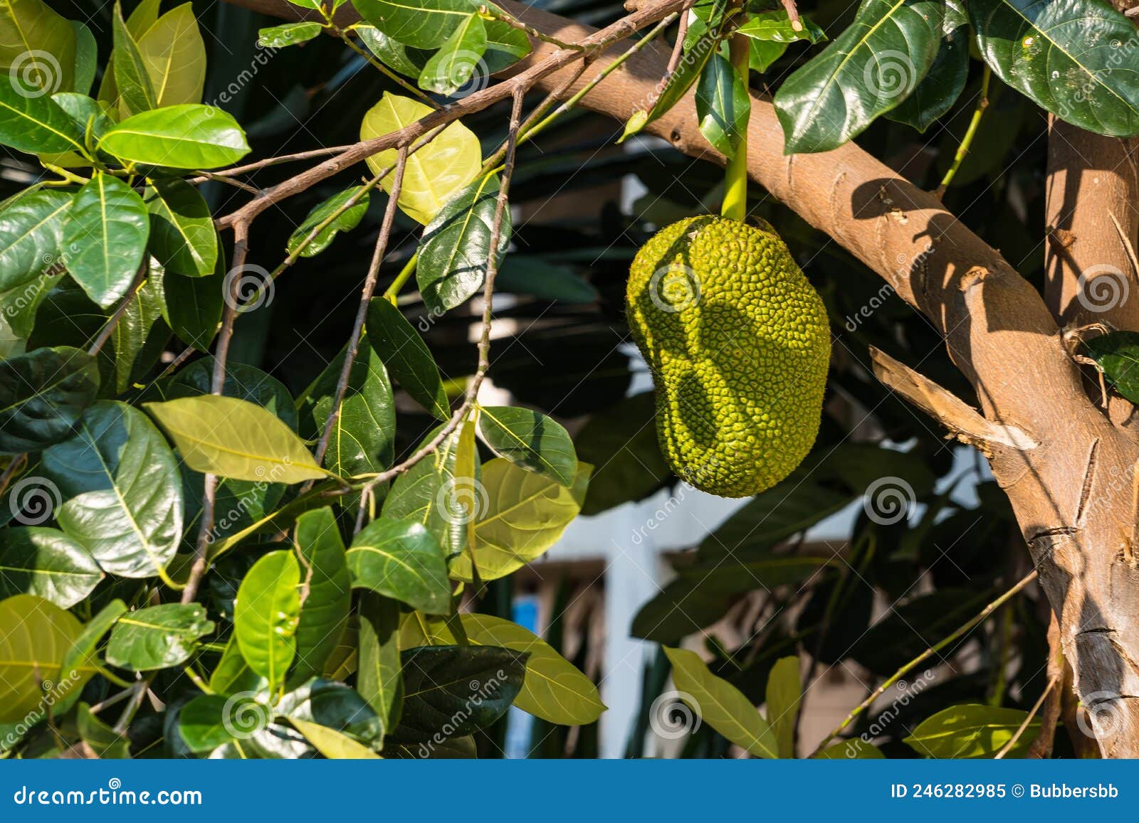 Huge Jack Fruit Gowing on Tree in Thailand Stock Image - Image of ...