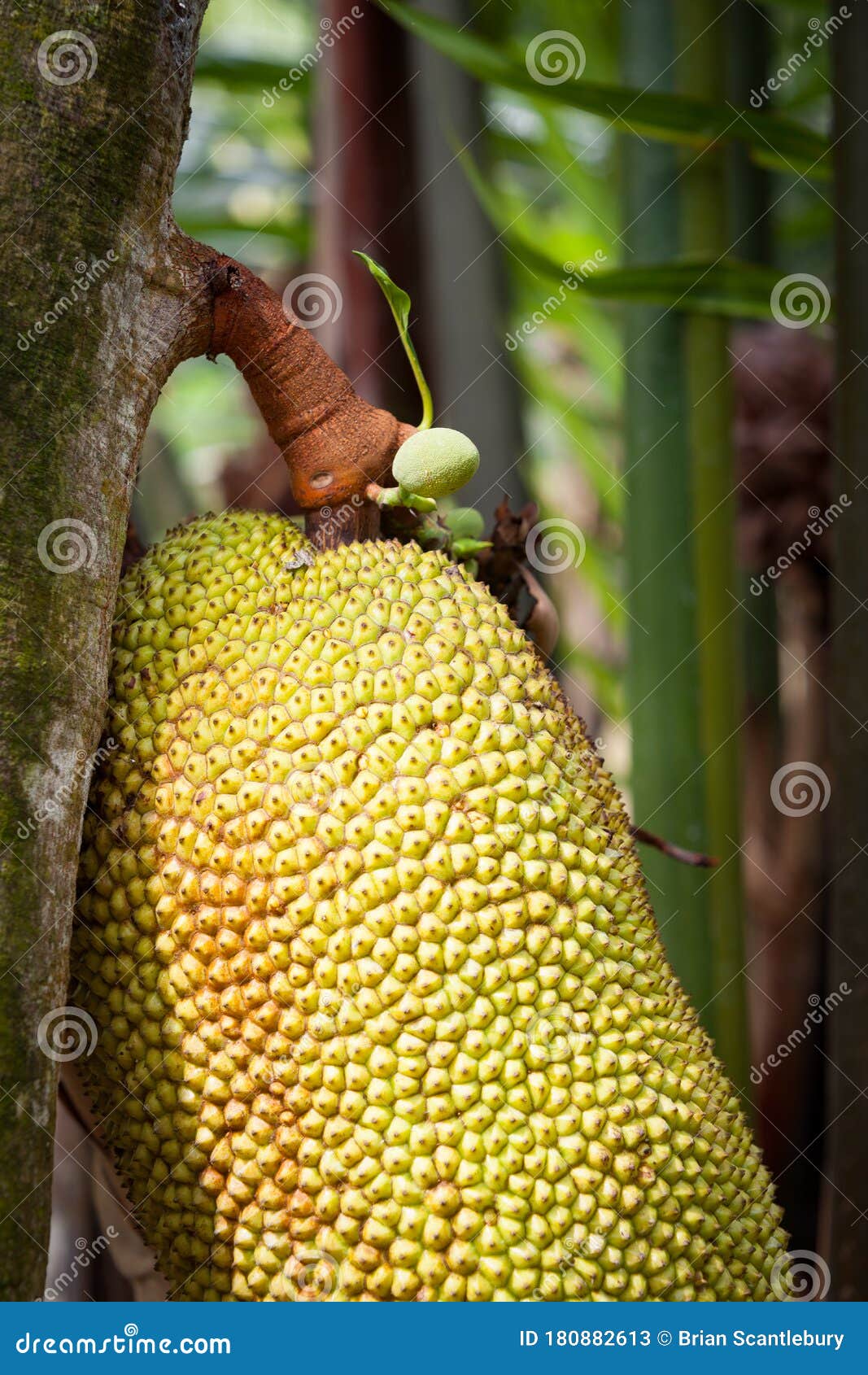 Huge Jackfruit Growing on Tree in Rural Vietnam Stock Image - Image of farm, exotic: 180882613