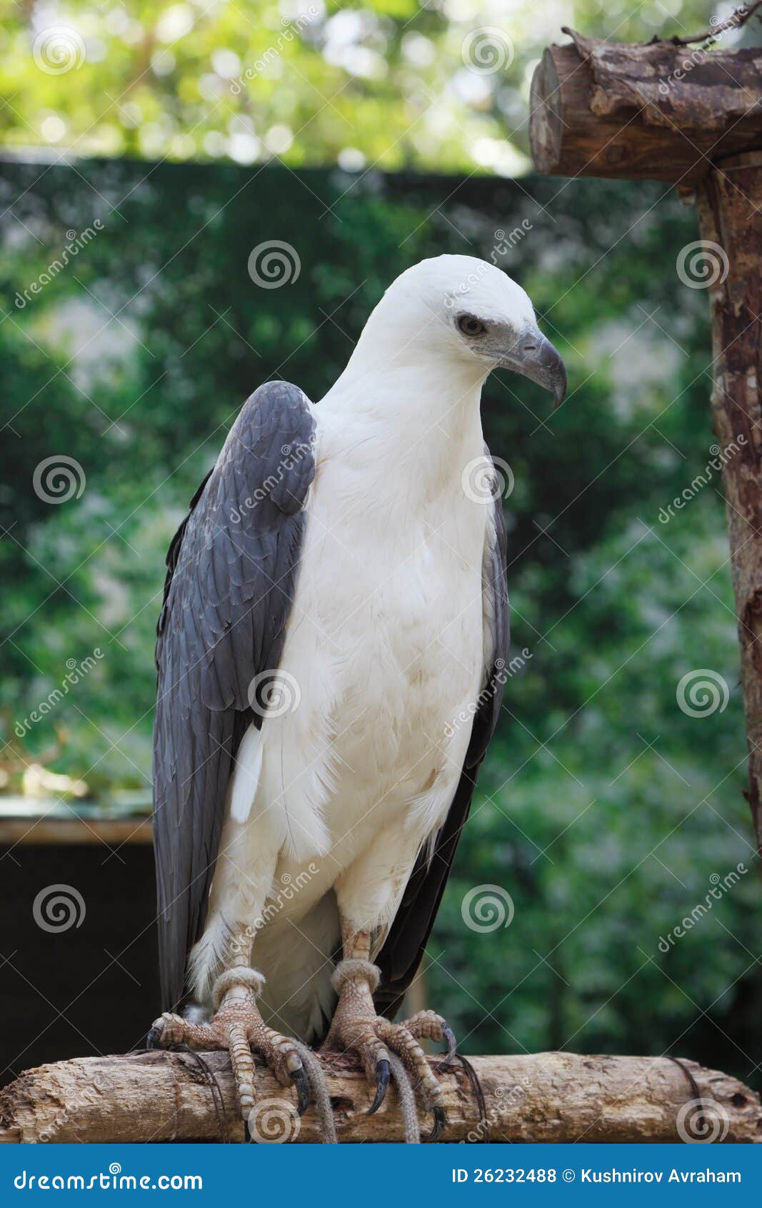 Huge kite stock photo. Image of perching, nature, beak - 26232488