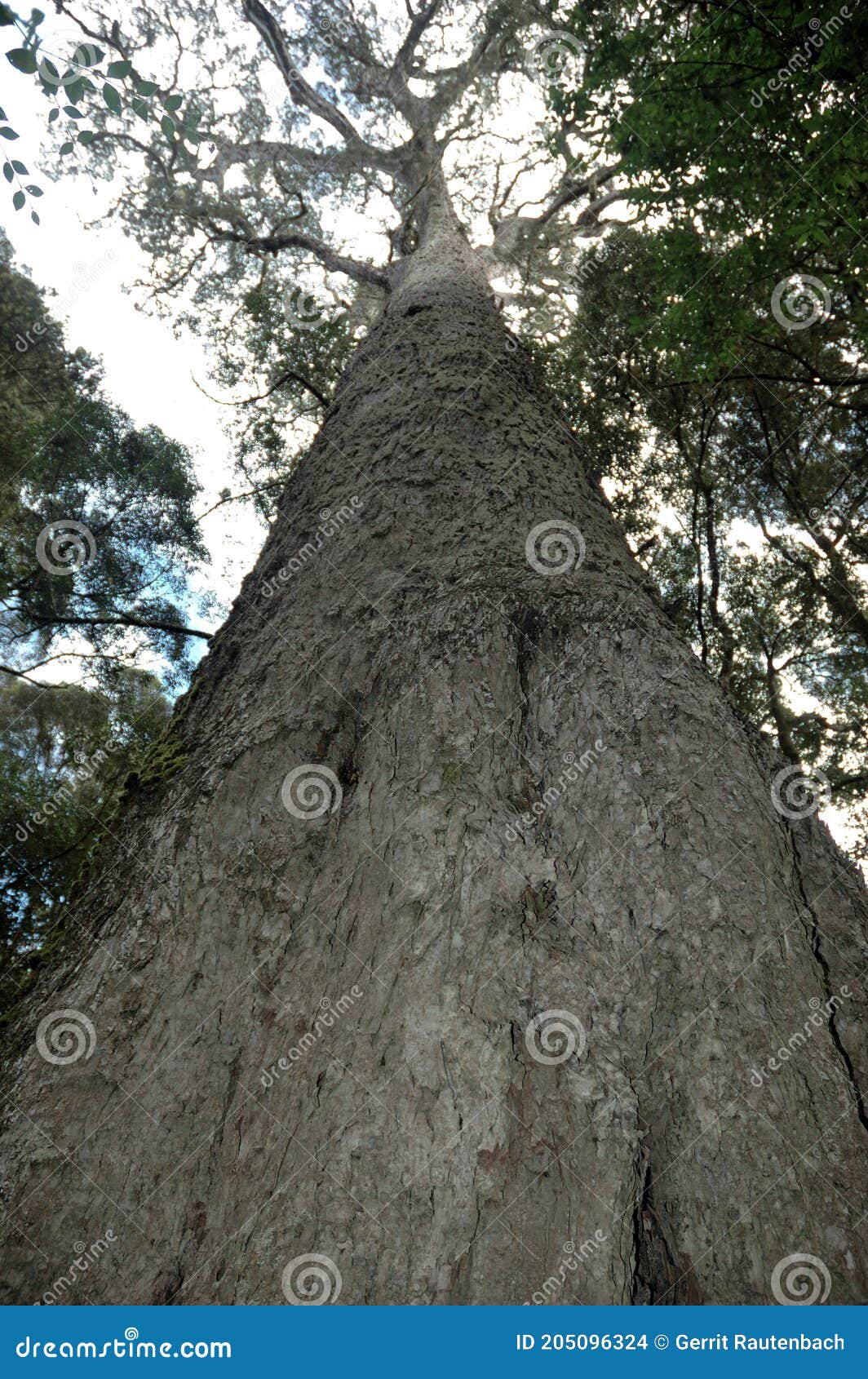 A Huge Knysna Forest Yellowwood Tree Stock Photo - Image of tall ...