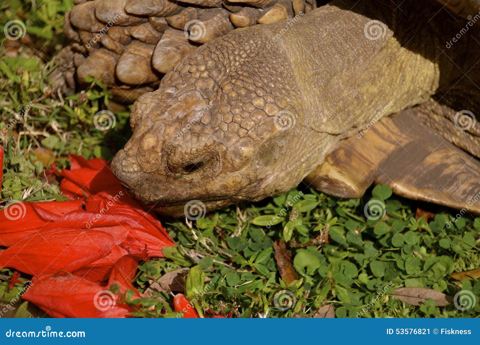Huge Land Tortoise or Turtle Eats the Red Petals a Flower Stock Image ...