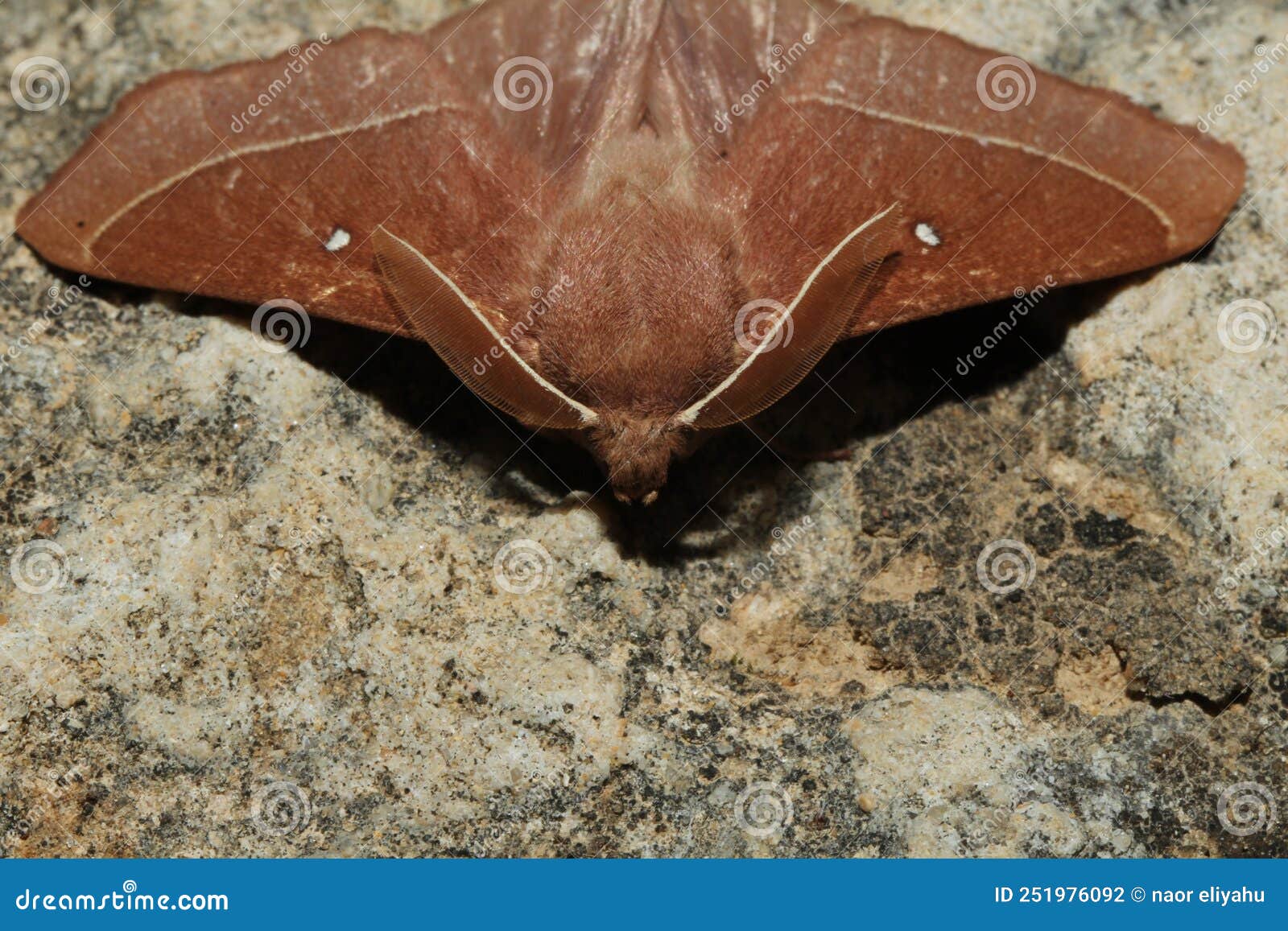 A Huge, Large Brown Moth on the Ground Stock Photo - Image of insects ...