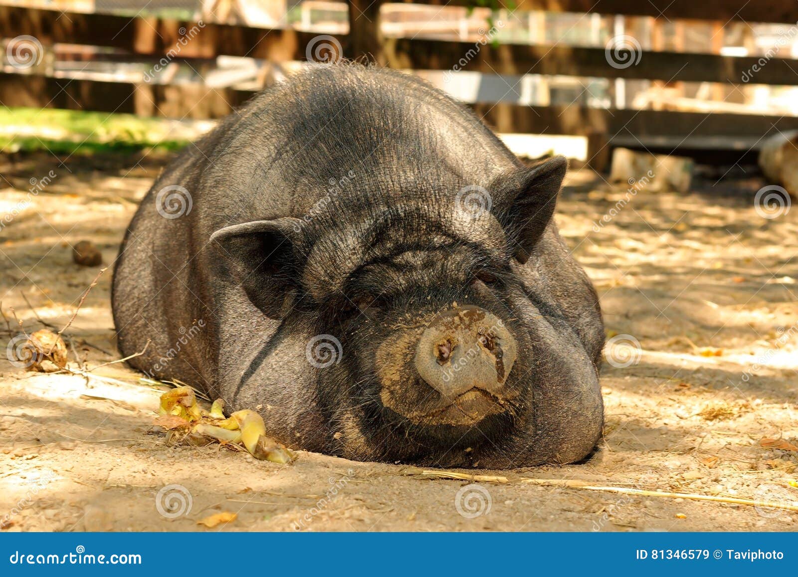 Huge lazy pig at the farm stock image. Image of animal - 81346579