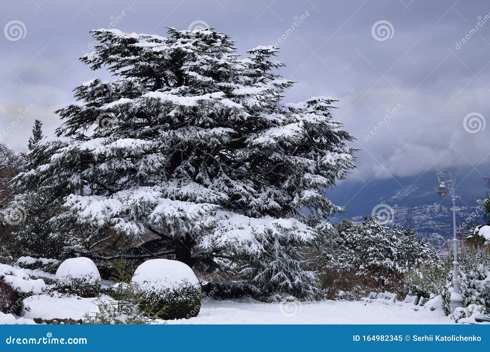A Huge Lebanese Cedar Covered in Snow Stock Image - Image of flora ...