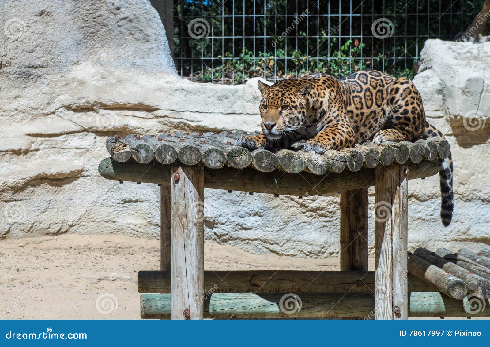 Huge Leopard in a Cage Sleeping Stock Image - Image of beautiful, huge ...
