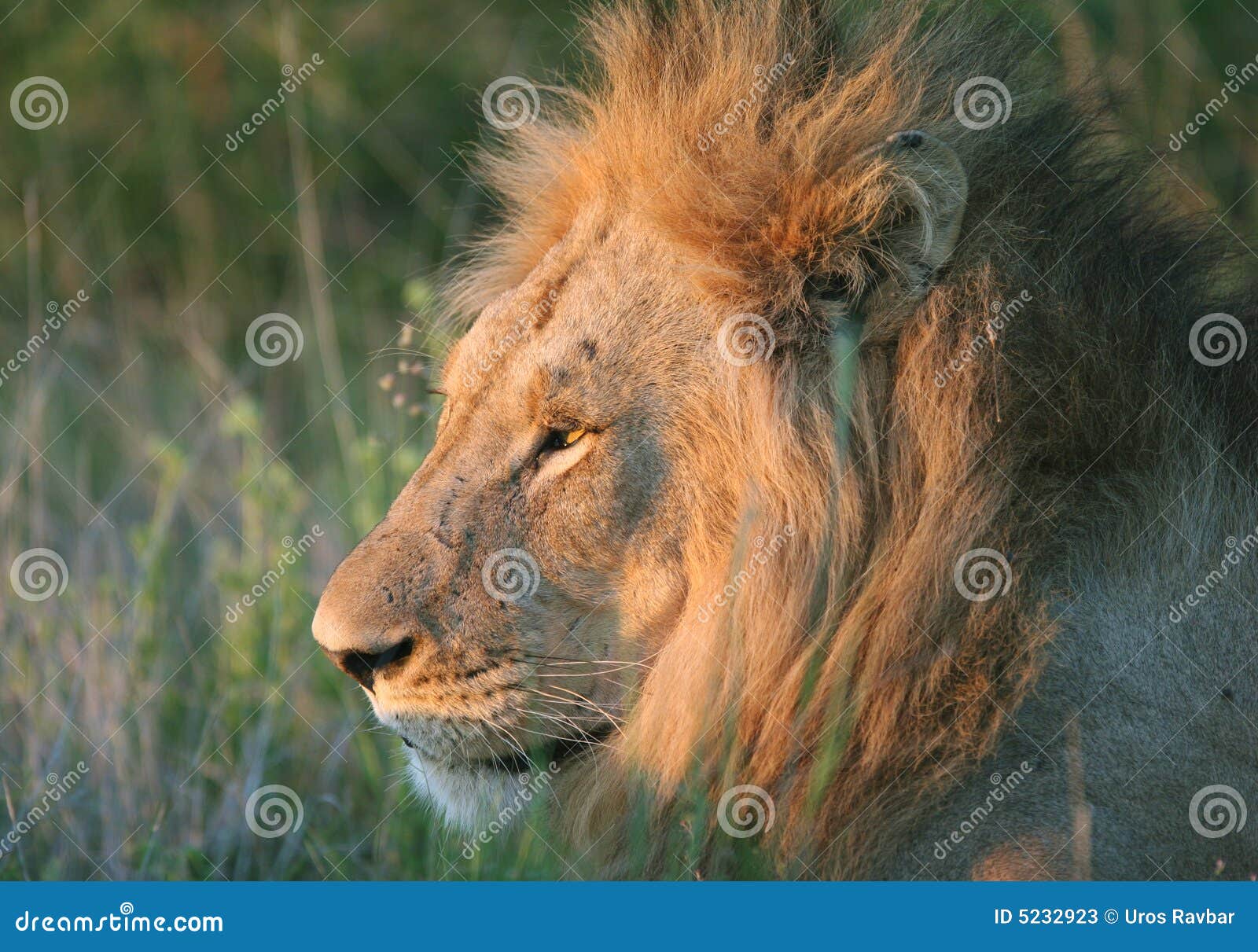 Huge Lion Picture. Image: 5232923