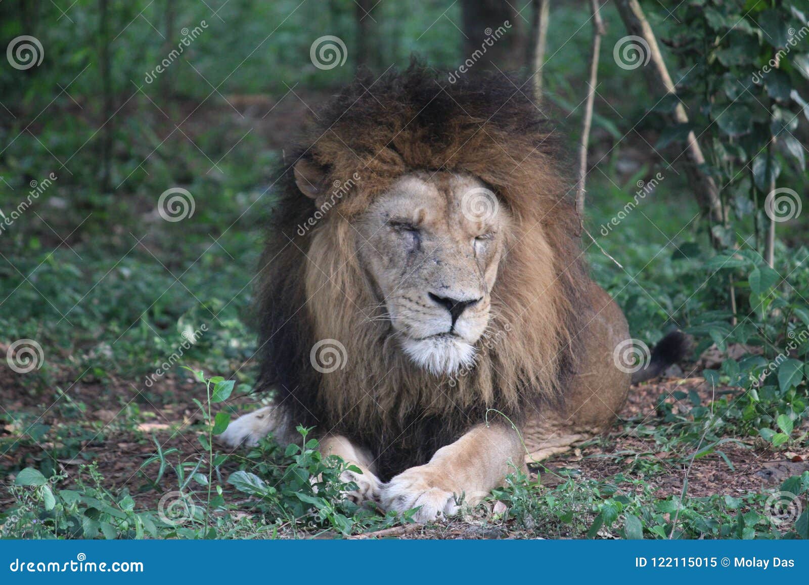 Huge lion sleeping stock image. Image of sleeping, huge - 122115015