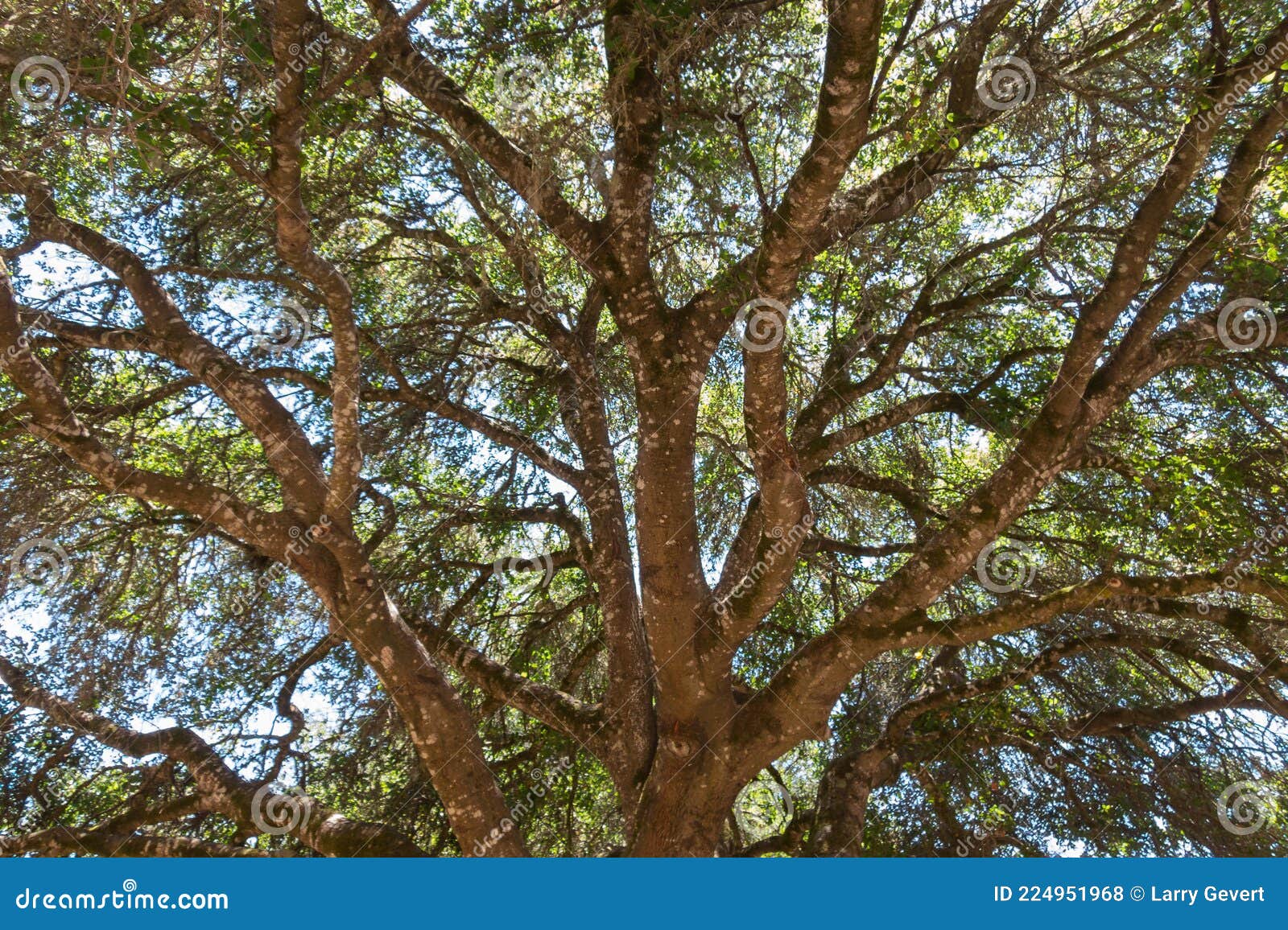Huge Live Oak tree stock photo. Image of bare, natural - 224951968