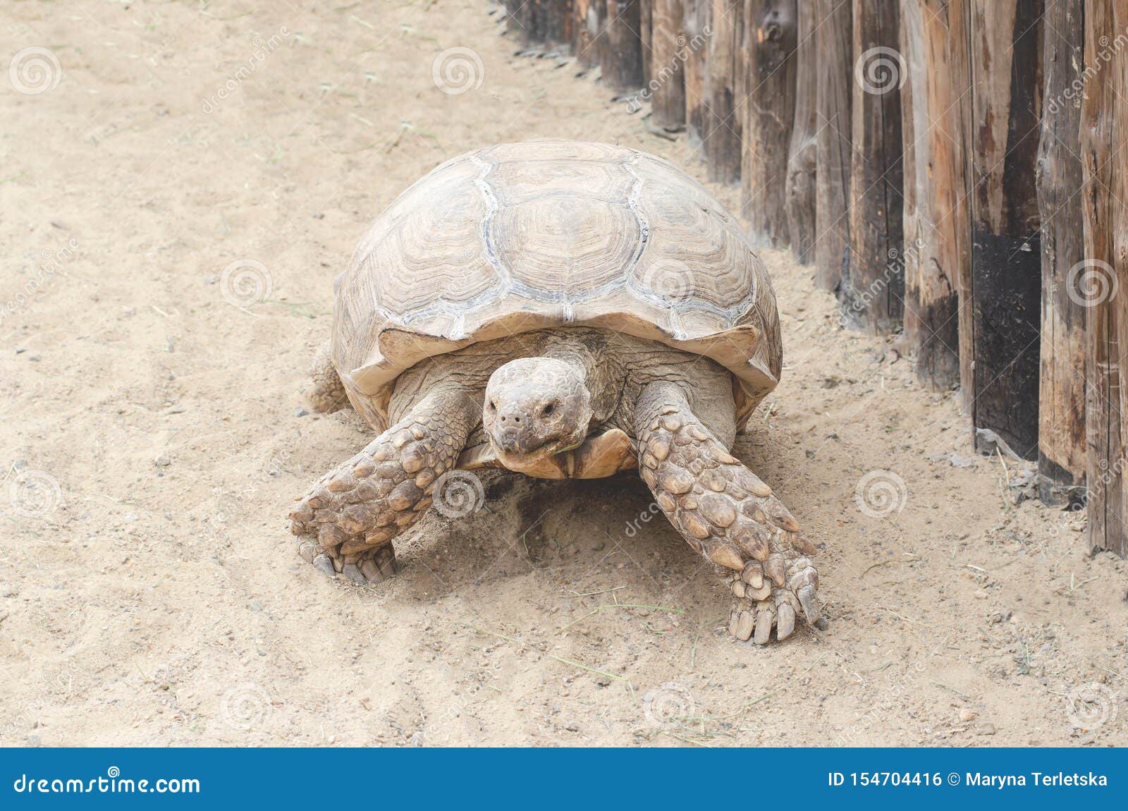 A Huge Live Turtle Crawling through the Sand Stock Photo - Image of ...