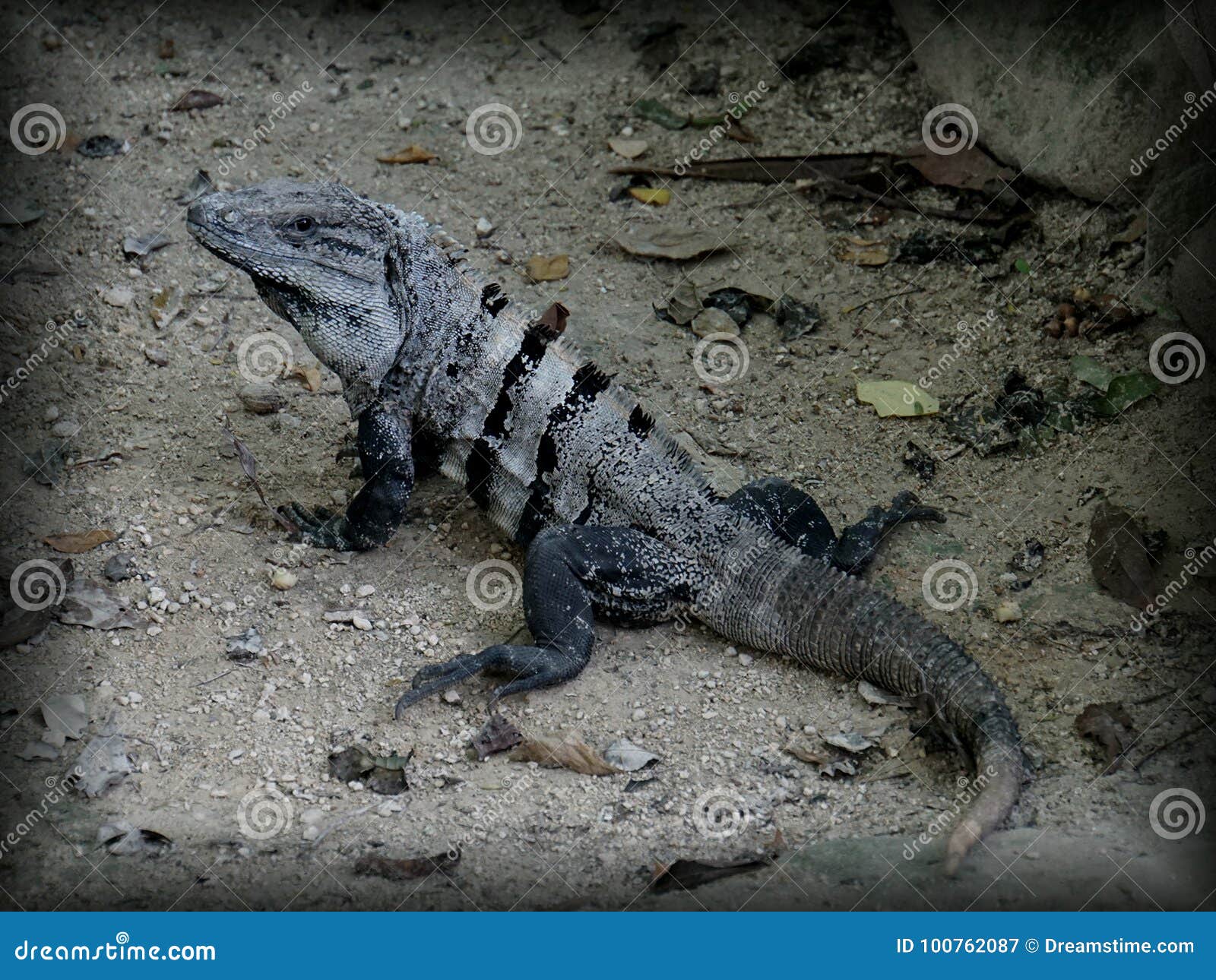 A Huge Lizard Stands On A Wall Stock Photography | CartoonDealer.com ...