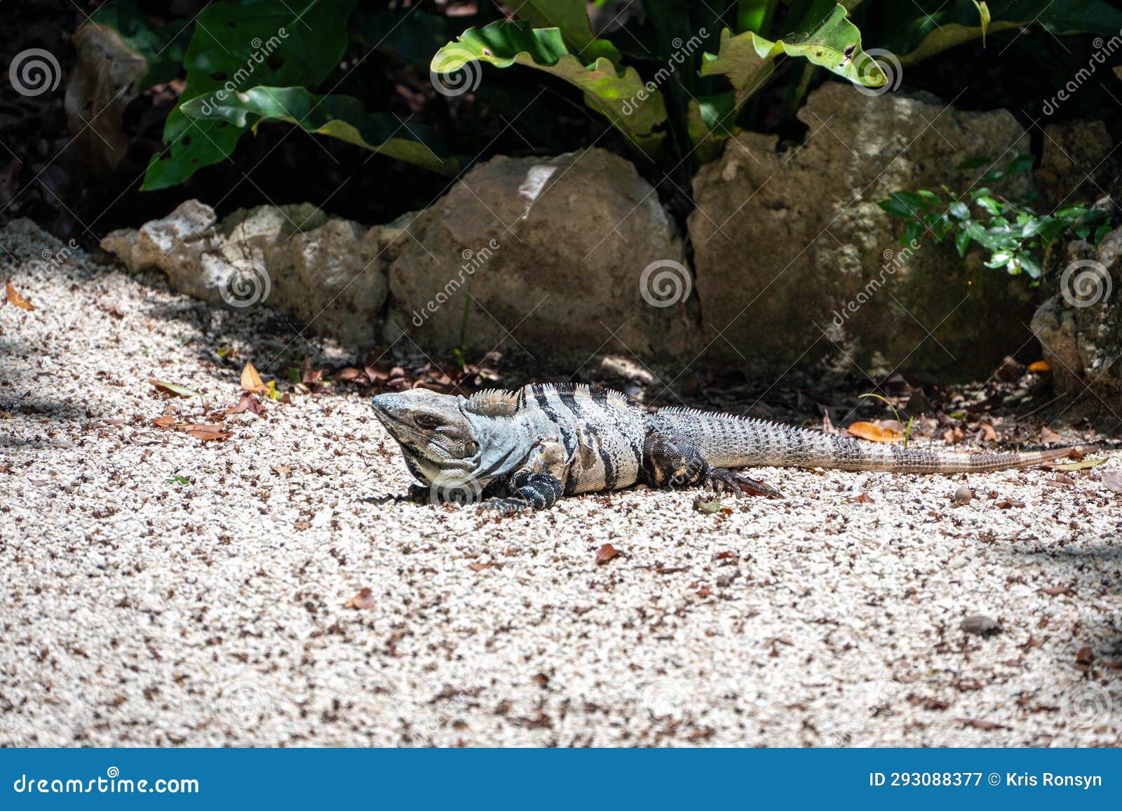 A Huge Lizard Stands On A Wall Stock Photography | CartoonDealer.com ...