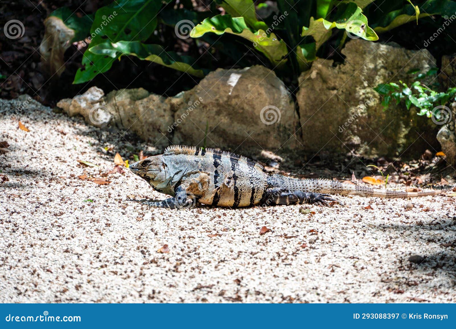 A Huge Lizard Stands On A Wall Stock Photography | CartoonDealer.com ...