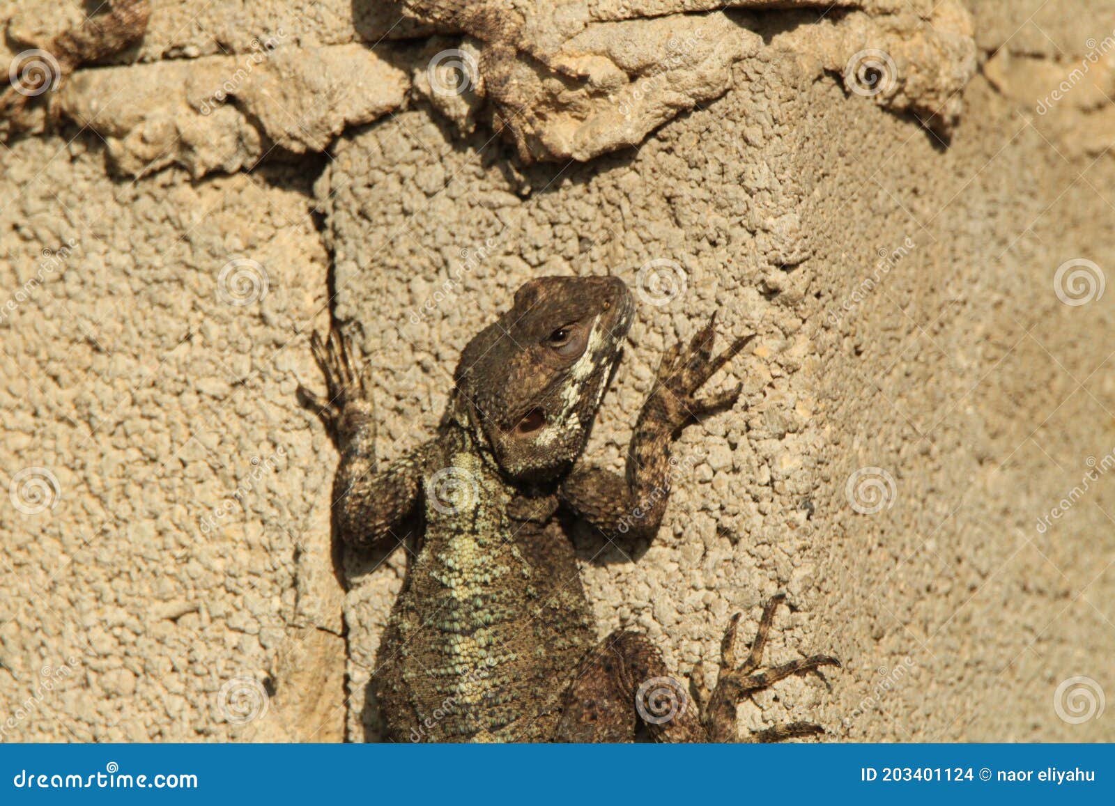 A Huge Lizard Stands on a Wall Stock Photo - Image of wall, filed ...