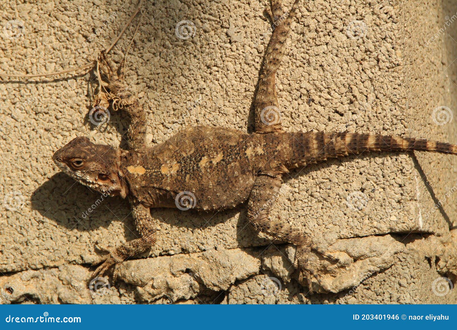 A Huge Lizard Stands on a Wall Stock Photo - Image of tree, green ...