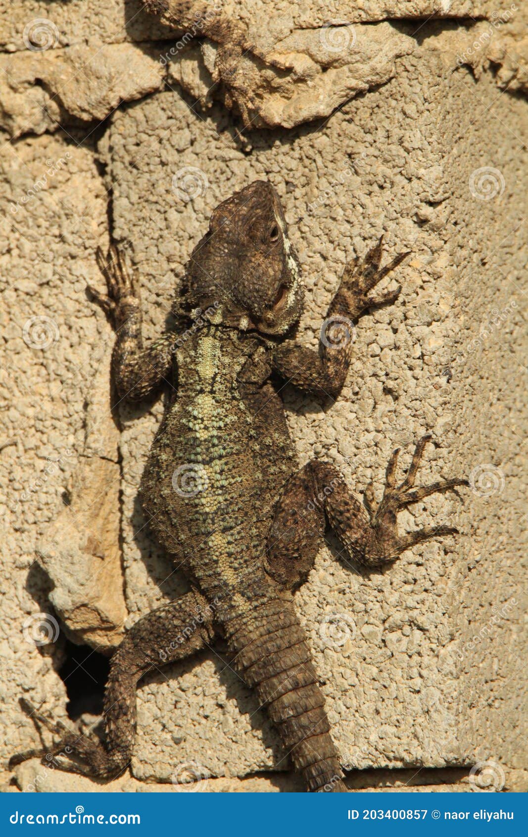 A Huge Lizard Stands On A Wall Stock Photography | CartoonDealer.com ...