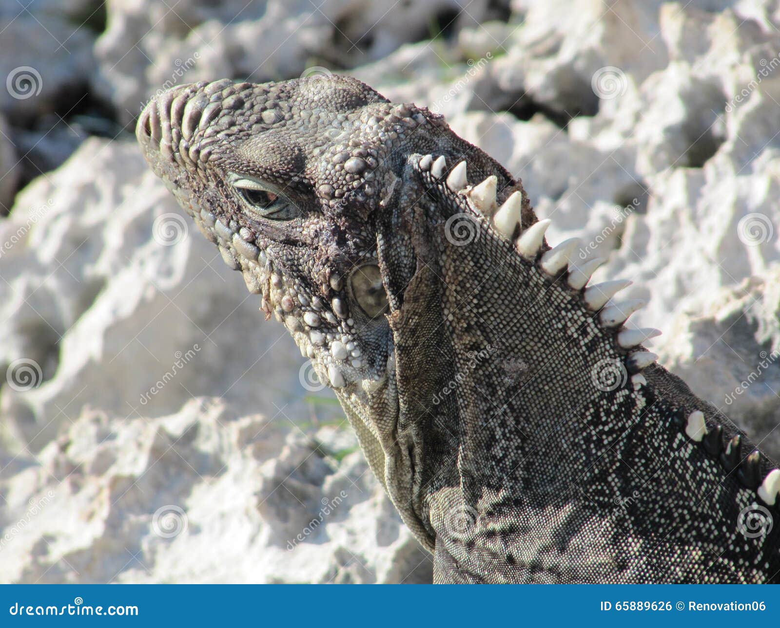 Huge lizard stock photo. Image of biology, green, object - 65889626