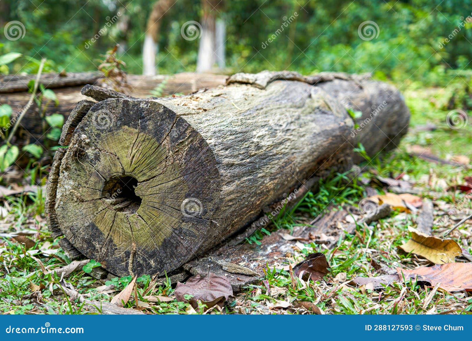 A Huge Log Abandoned in a Forest Park Stock Image - Image of warehouse ...