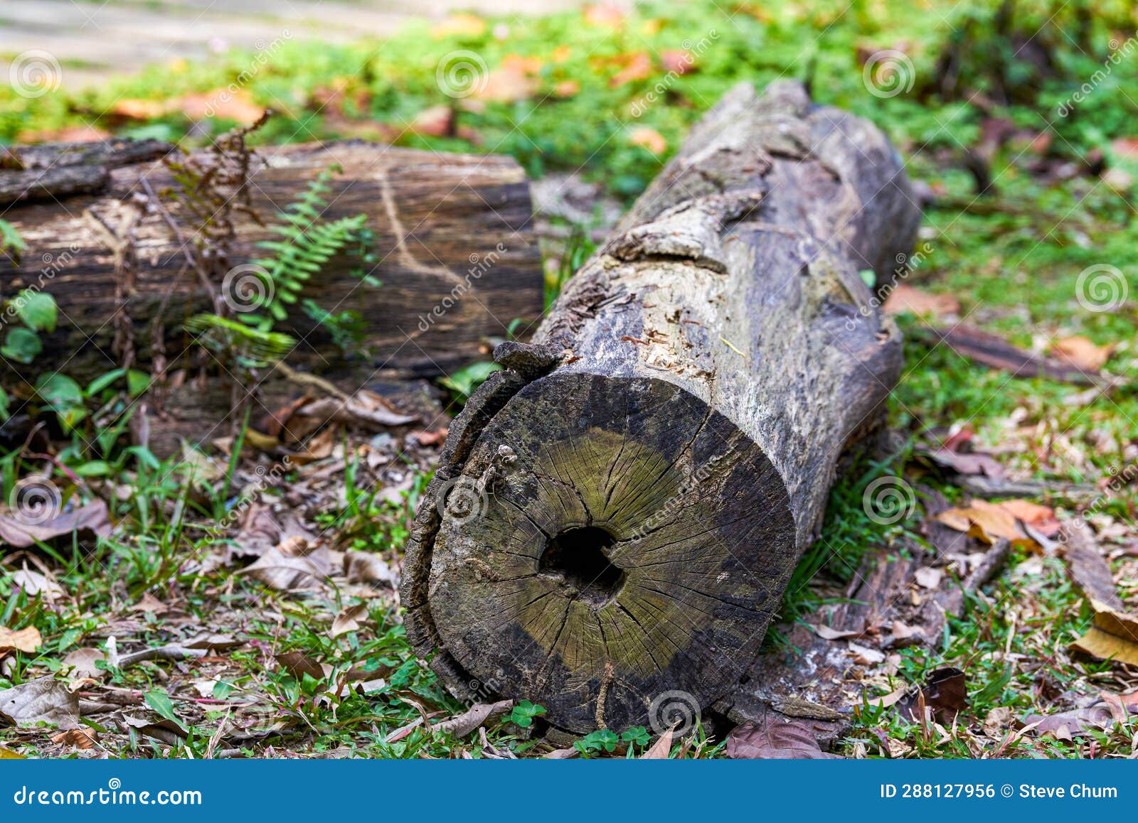 A Huge Log Abandoned in a Forest Park Stock Photo - Image of outside ...