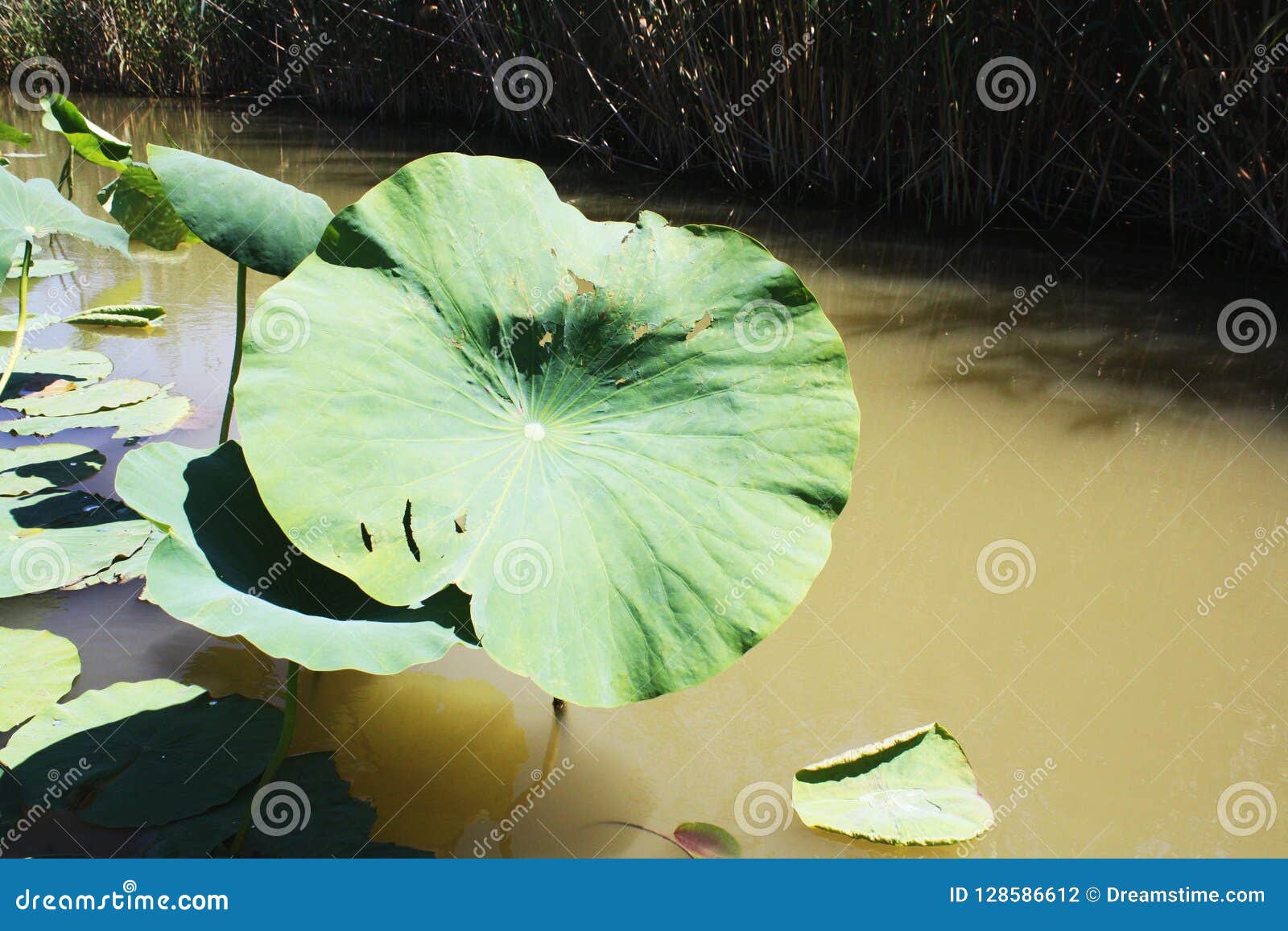 Huge lotus leaf stock photo. Image of flora, river, nature - 128586612