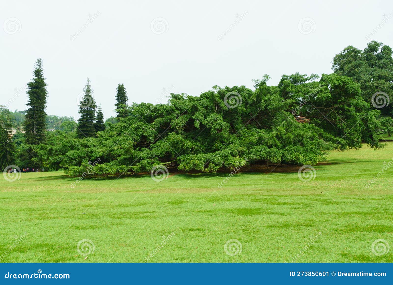 Wide Tree Stump Left After Cutting Surrounded With Small New Branches ...