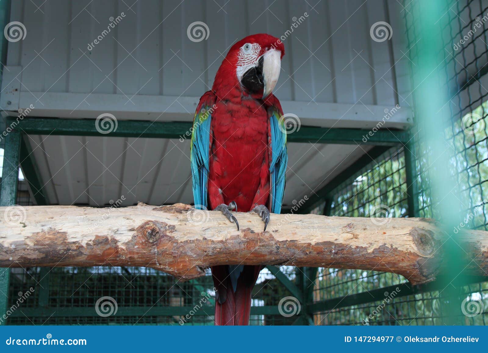 Huge macaw parrot stock image. Image of birds, animals - 147294977