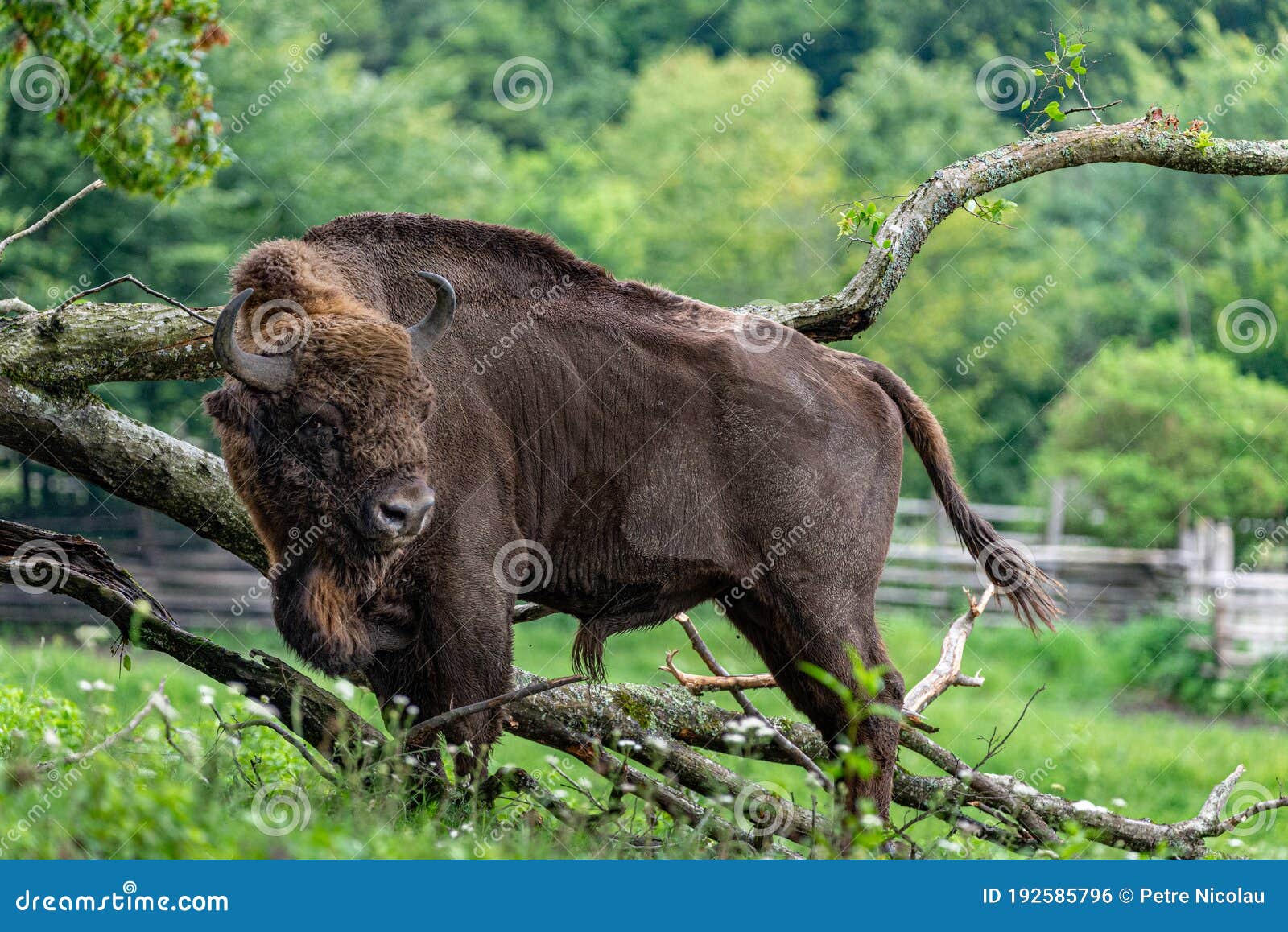 Huge Male Bison in Sanctuary Stock Photo - Image of sanctuary, huge ...