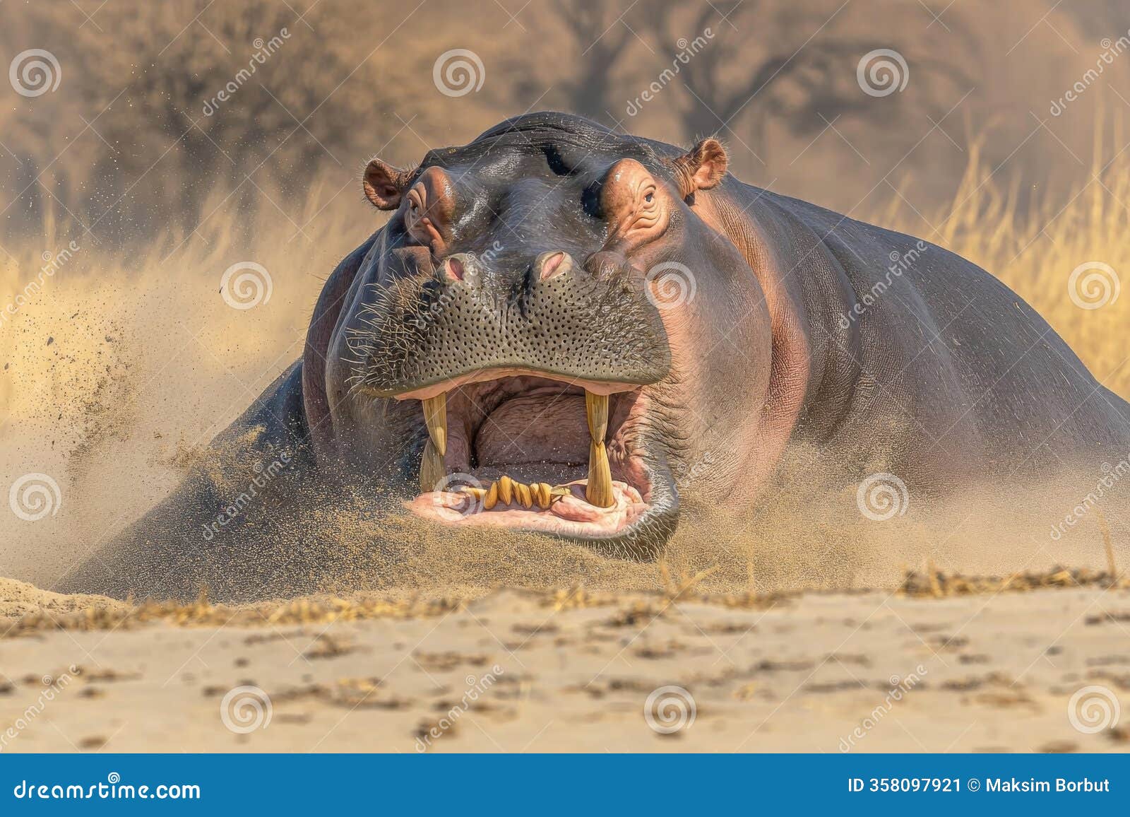 Huge Male Hippo Intimidating Its Opponent Stock Image - Image of south ...