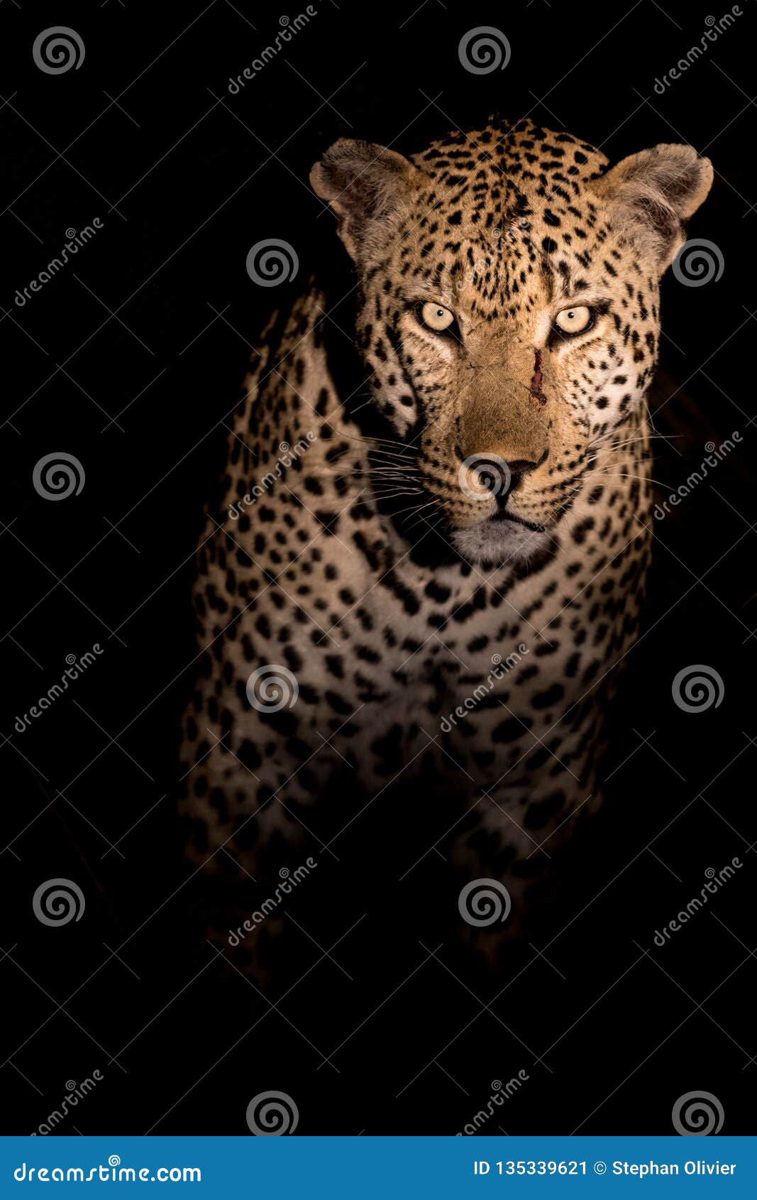Huge Male Leopard Staring at Viewer. Stock Image - Image of gentle ...