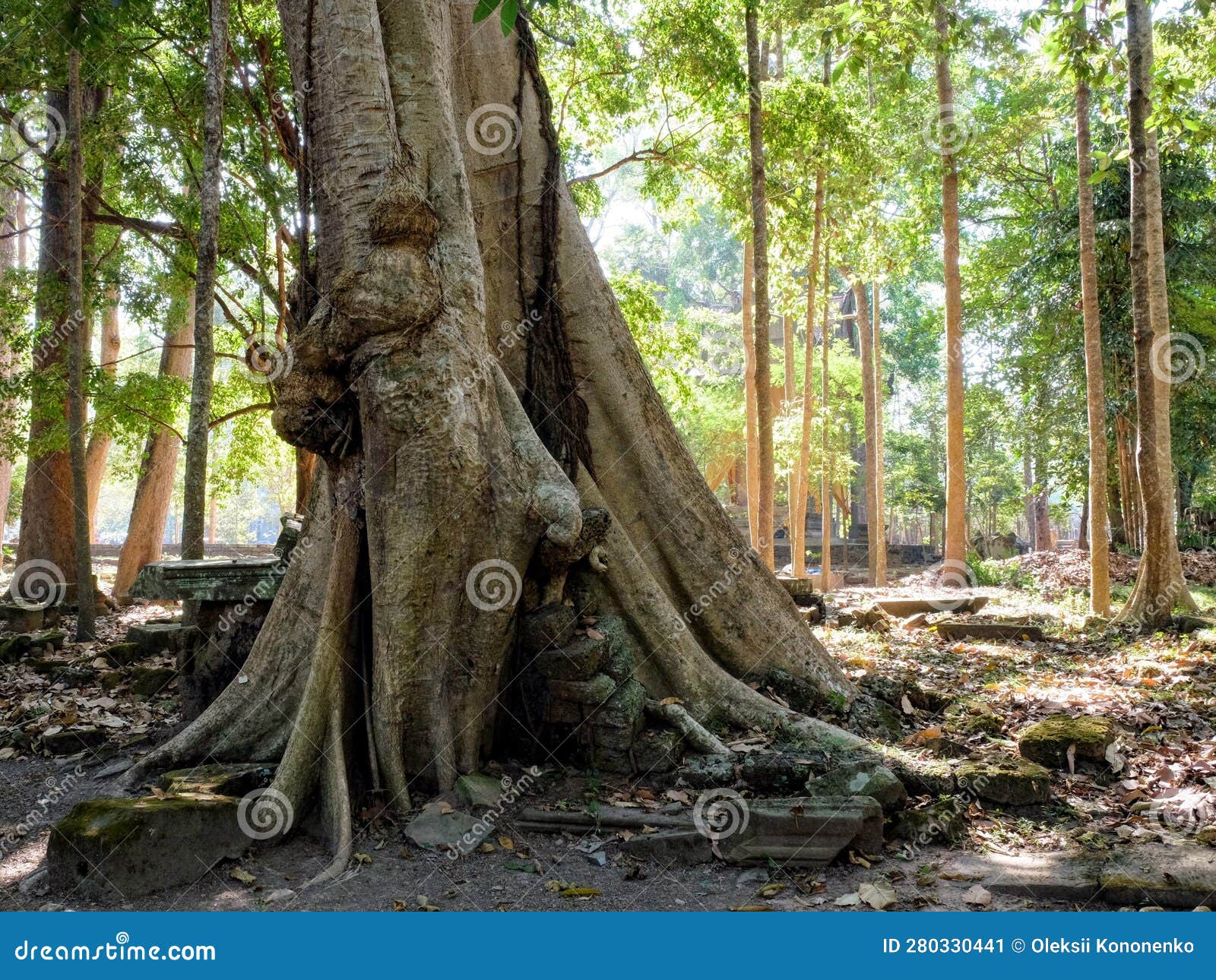 Huge Mangled Roots of a Banyan Tree in the Forest of Southeast Asia, a ...
