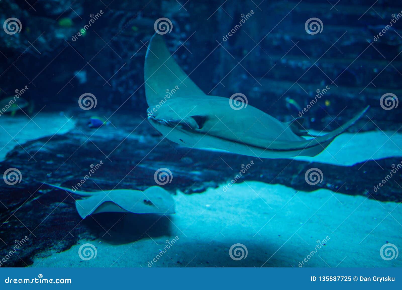 Huge Manta Ray Fish Flying Underwater among Other Fish in Oceanarium ...