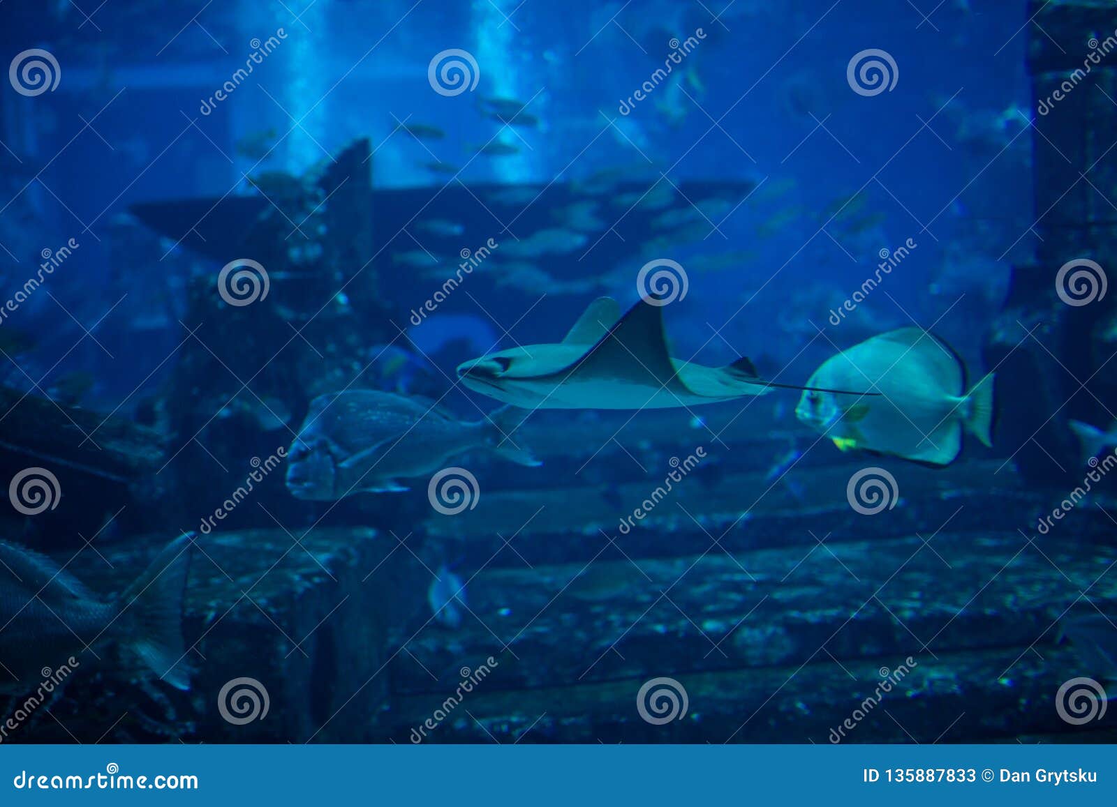 Huge Manta Ray Fish Flying Underwater among Other Fish in Oceanarium ...