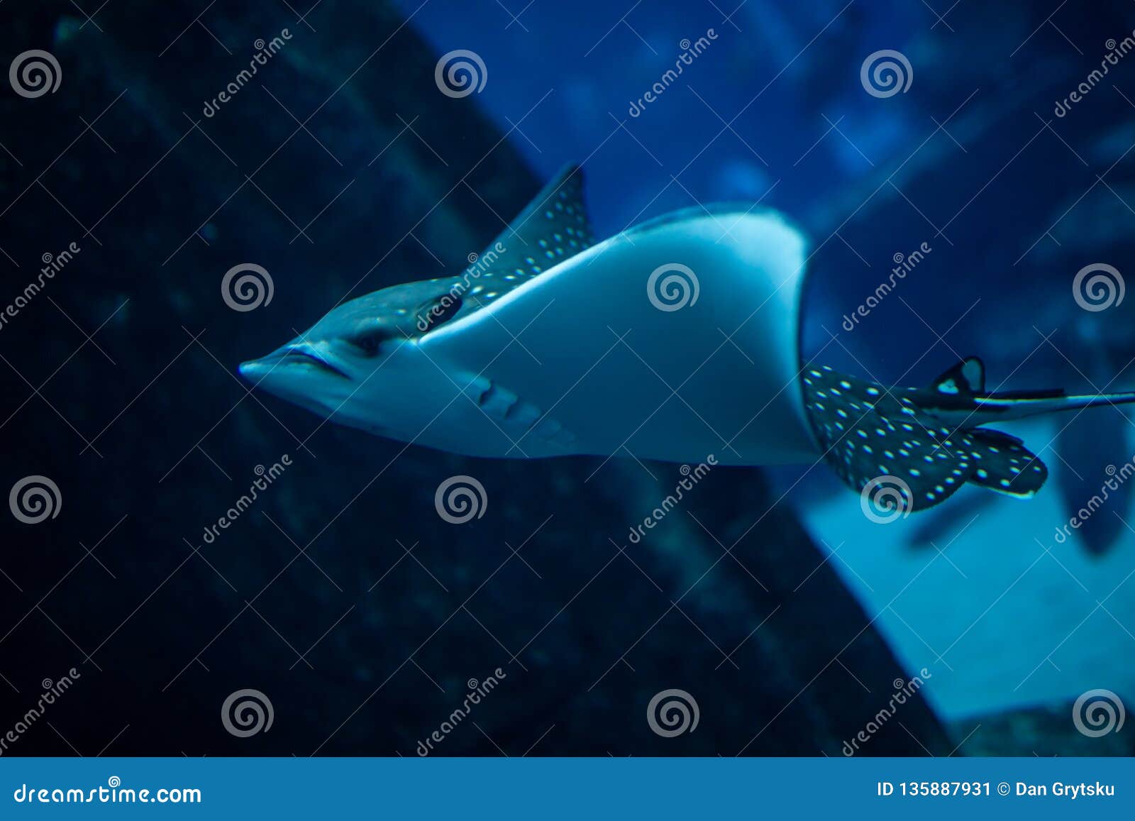 Huge Manta Ray Fish Flying Underwater among Other Fish in Oceanarium ...