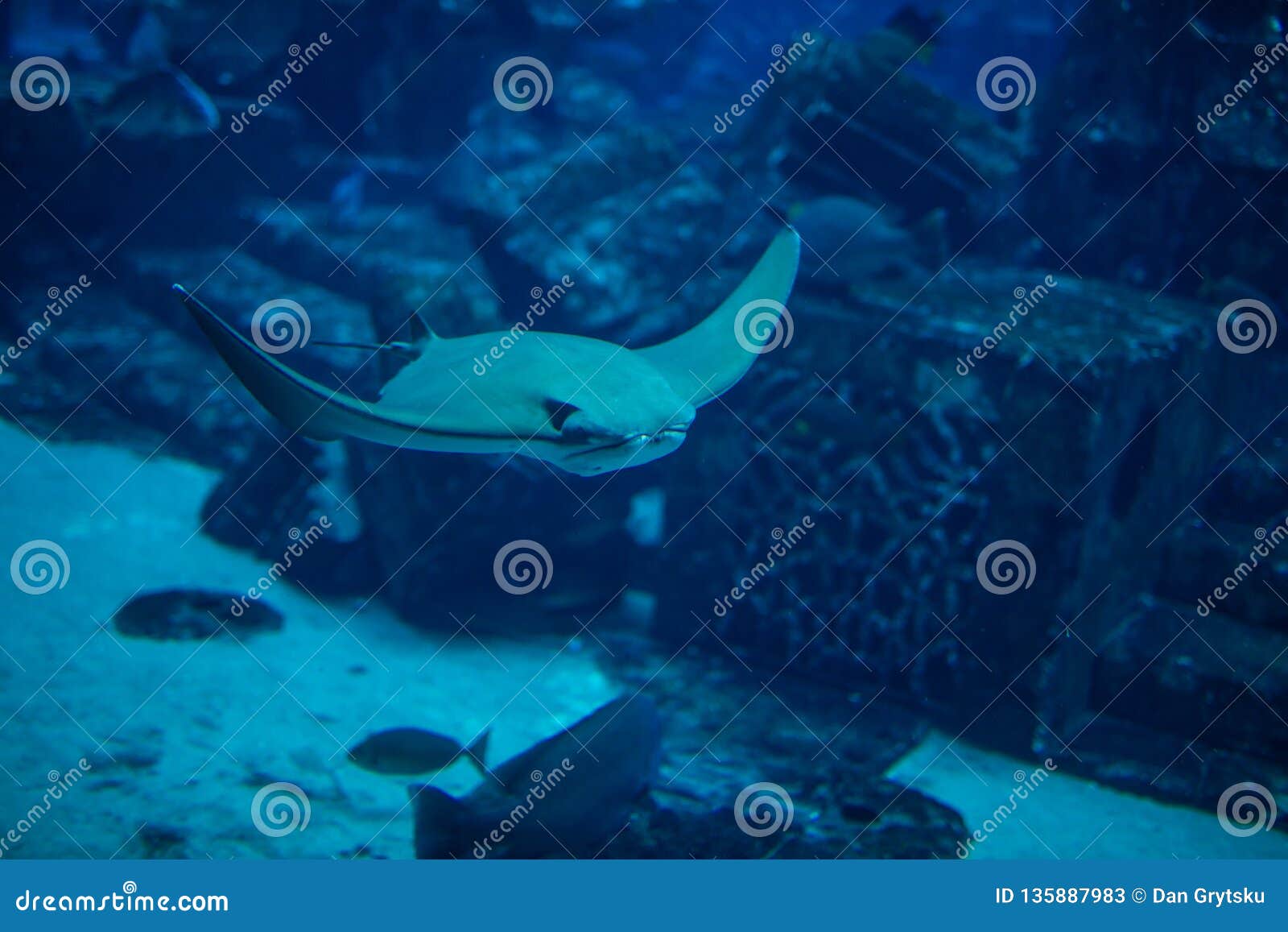 Huge Manta Ray Fish Flying Underwater among Other Fish in Oceanarium ...