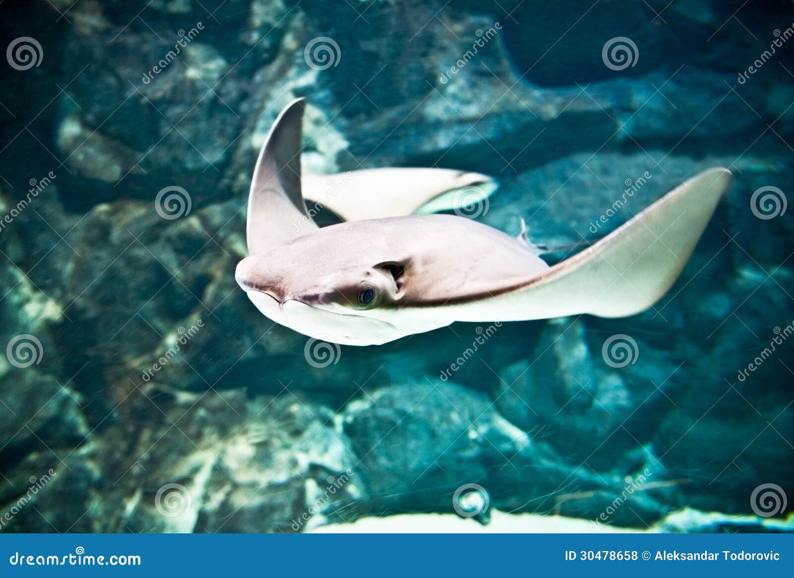 Huge Manta Ray Flying Underwater Stock Photo - Image of blue, calm ...