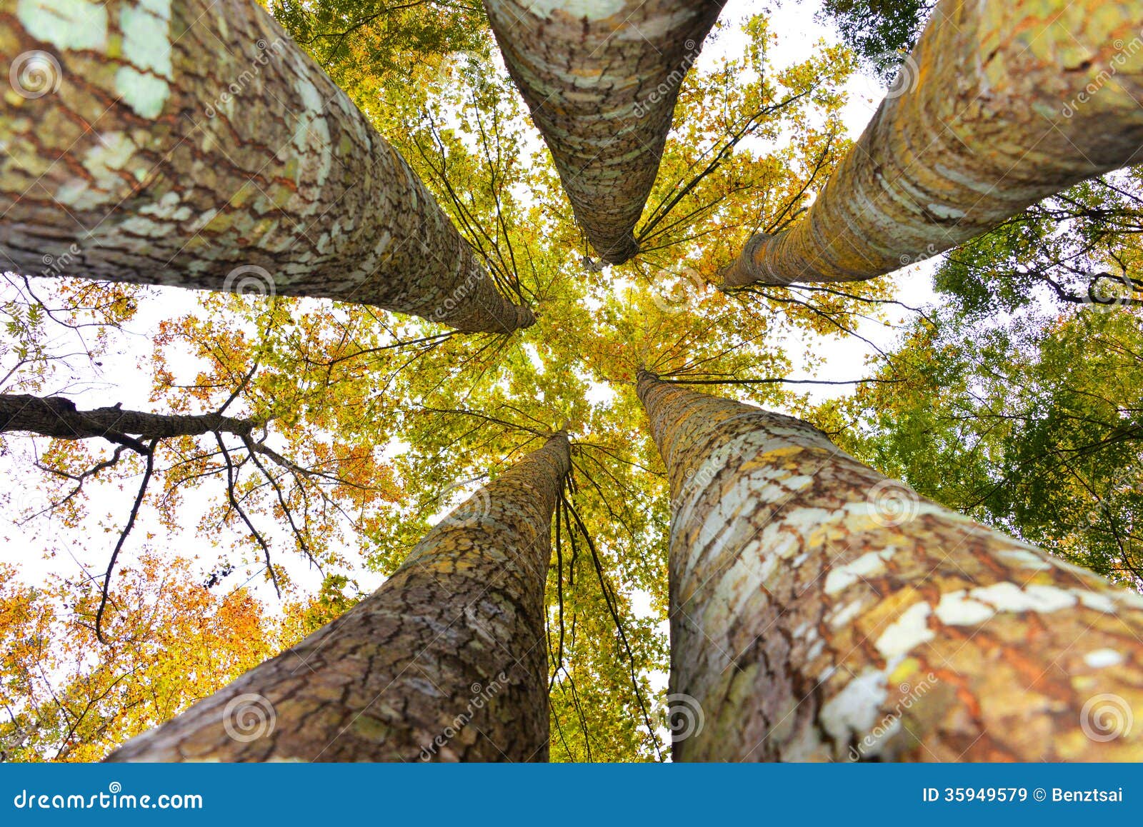 Huge maple trees stock image. Image of close, outdoor - 35949579