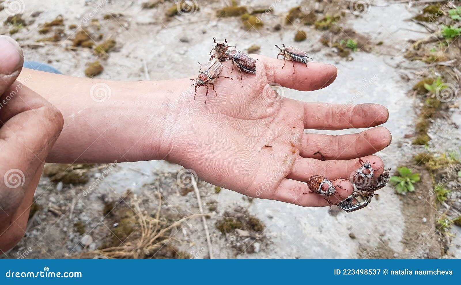 Huge May Bugs Crawl on the Hands of a Person. Large Insects Stock Image ...