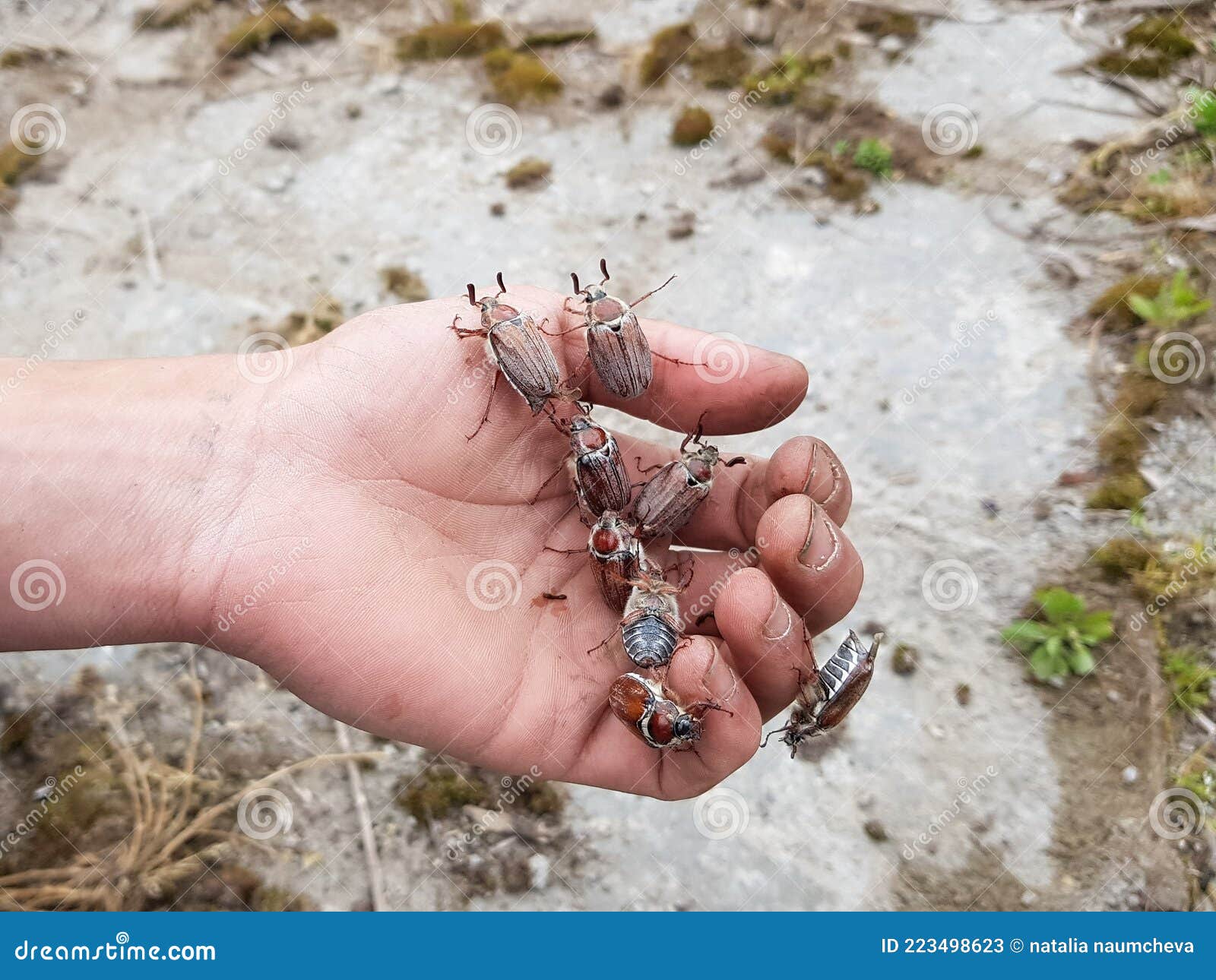 Huge May Bugs Crawl on the Hands of a Person. Large Insects Stock Image ...
