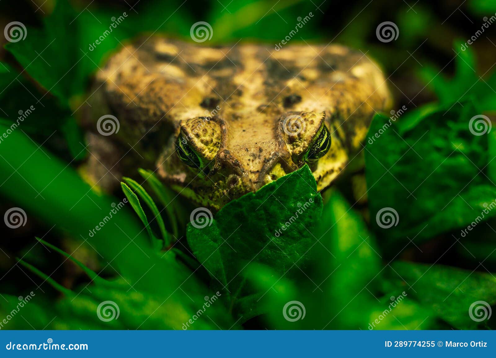 Huge Mexican Bull Toad among the Weeds Stock Image - Image of toad ...