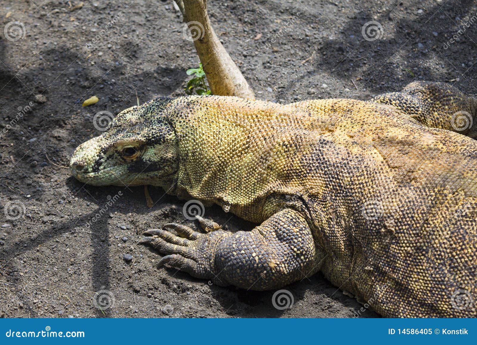 Huge monitor lizard stock image. Image of scientific - 14586405