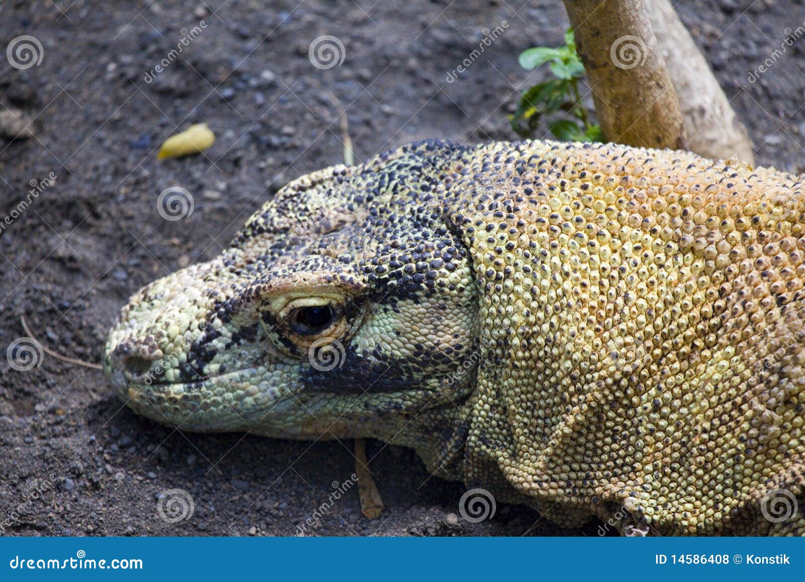 Huge monitor lizard stock photo. Image of predator, wildlife - 14586408