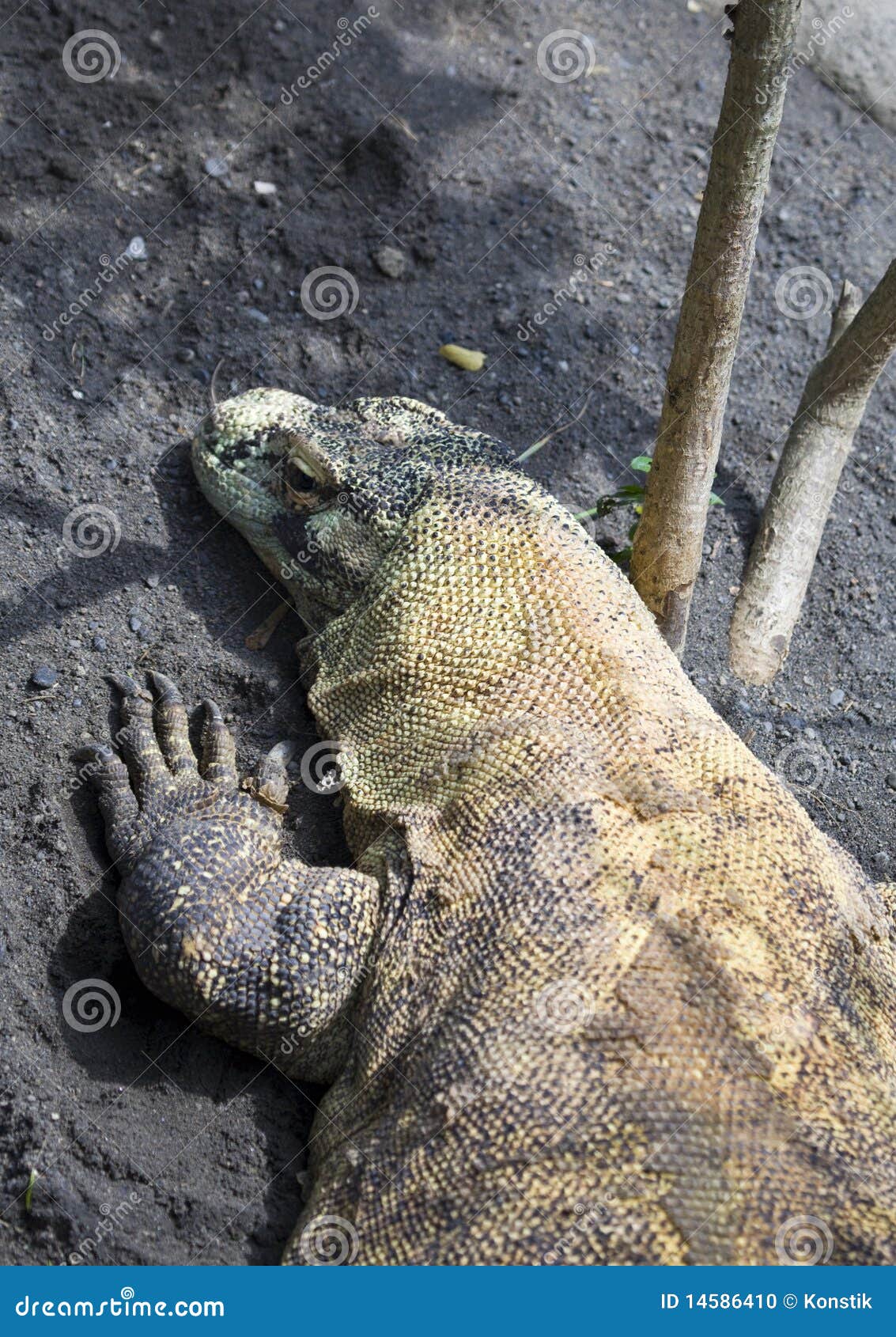 Huge monitor lizard stock photo. Image of skin, monitor - 14586410