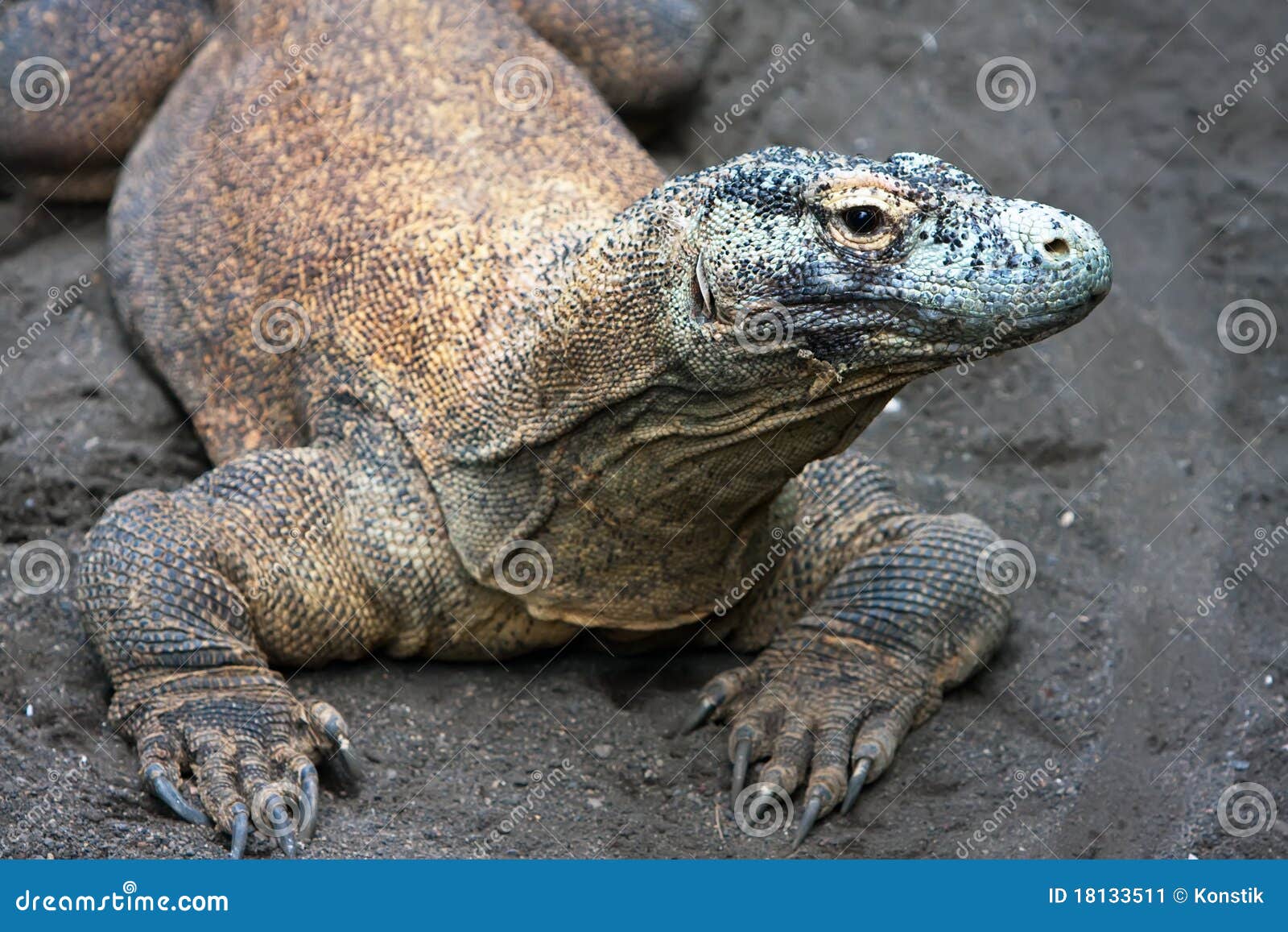 Huge monitor lizard stock image. Image of scales, reptile - 18133511