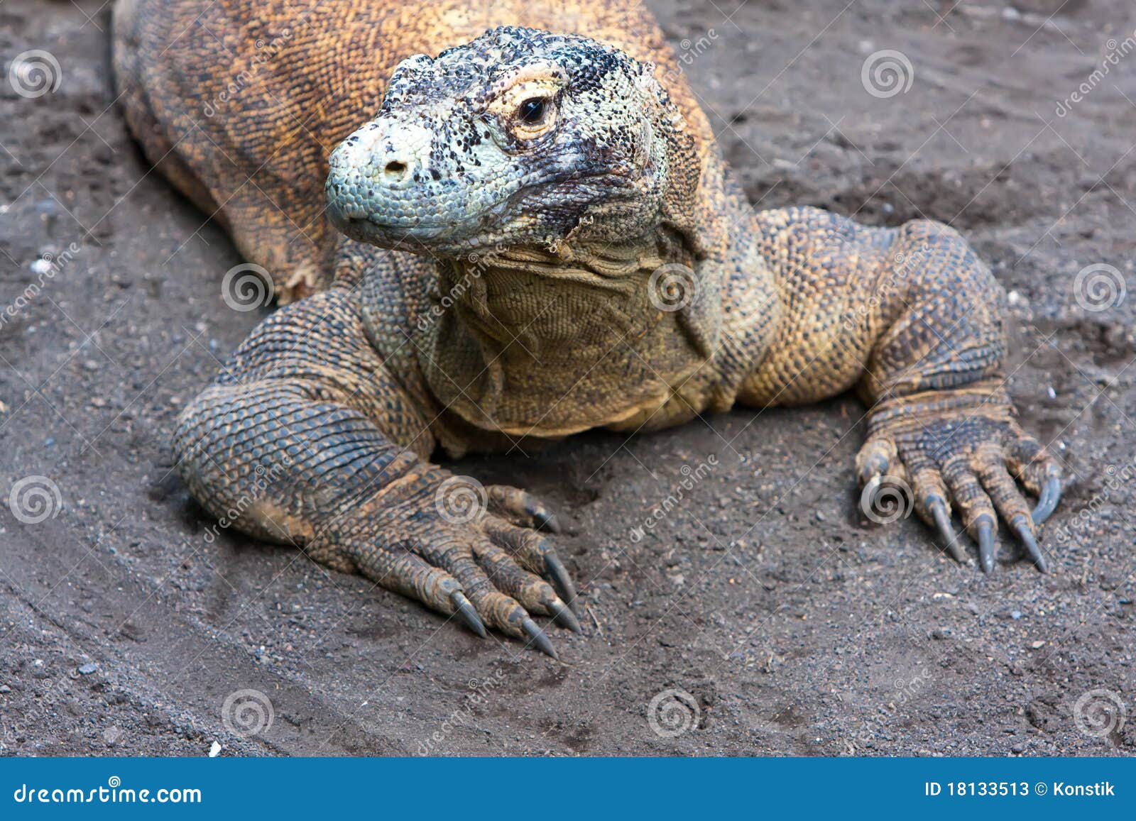 Huge monitor lizard stock image. Image of tropical, planet - 18133513