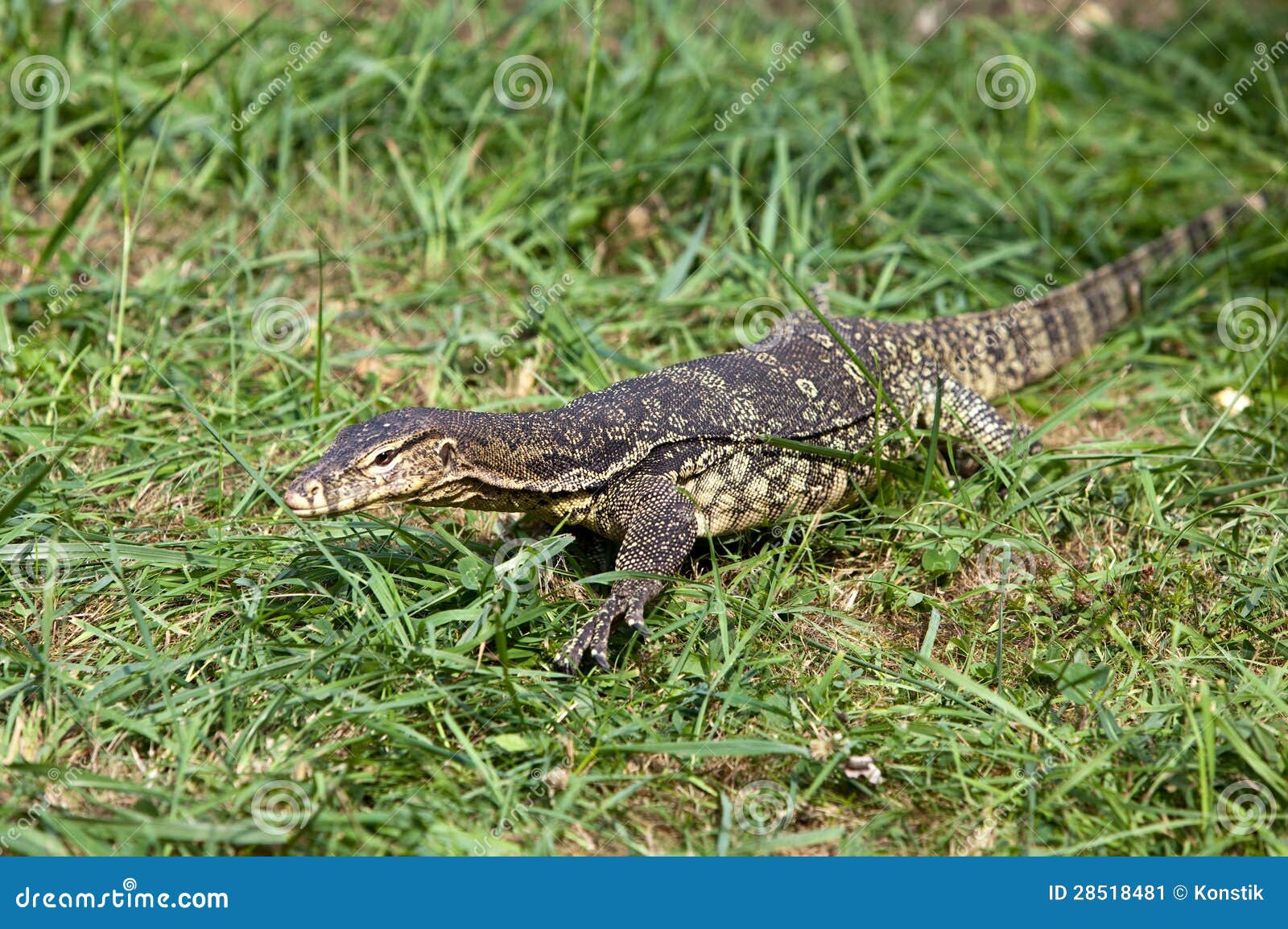 Huge Monitor Lizard.Close Up Stock Image - Image of raptor, animal ...